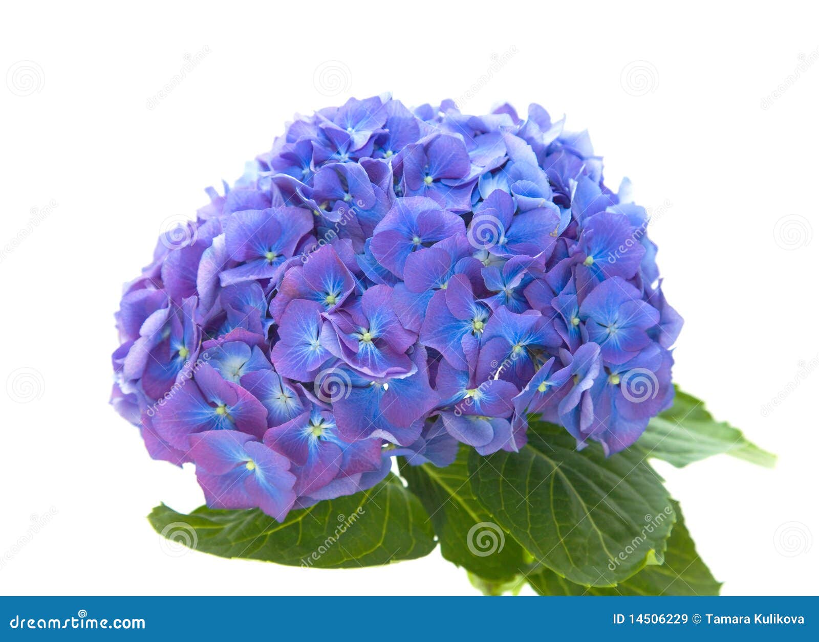 Bright Blue-lilac Hydrangea Stock Image - Image of isolated, fresh ...
