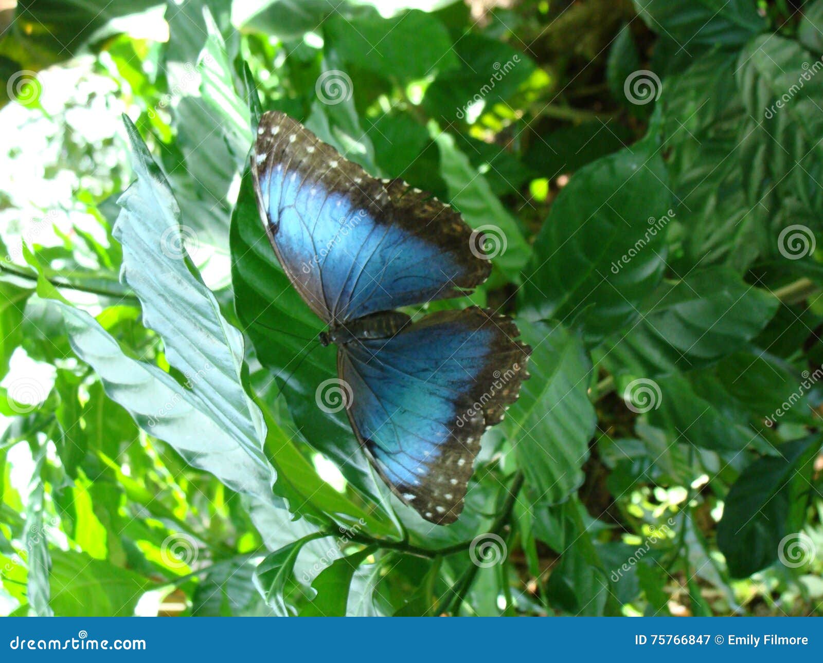 Bright Blue Morpho Butterfly Rests on a Leaf Stock Image - Image of ...