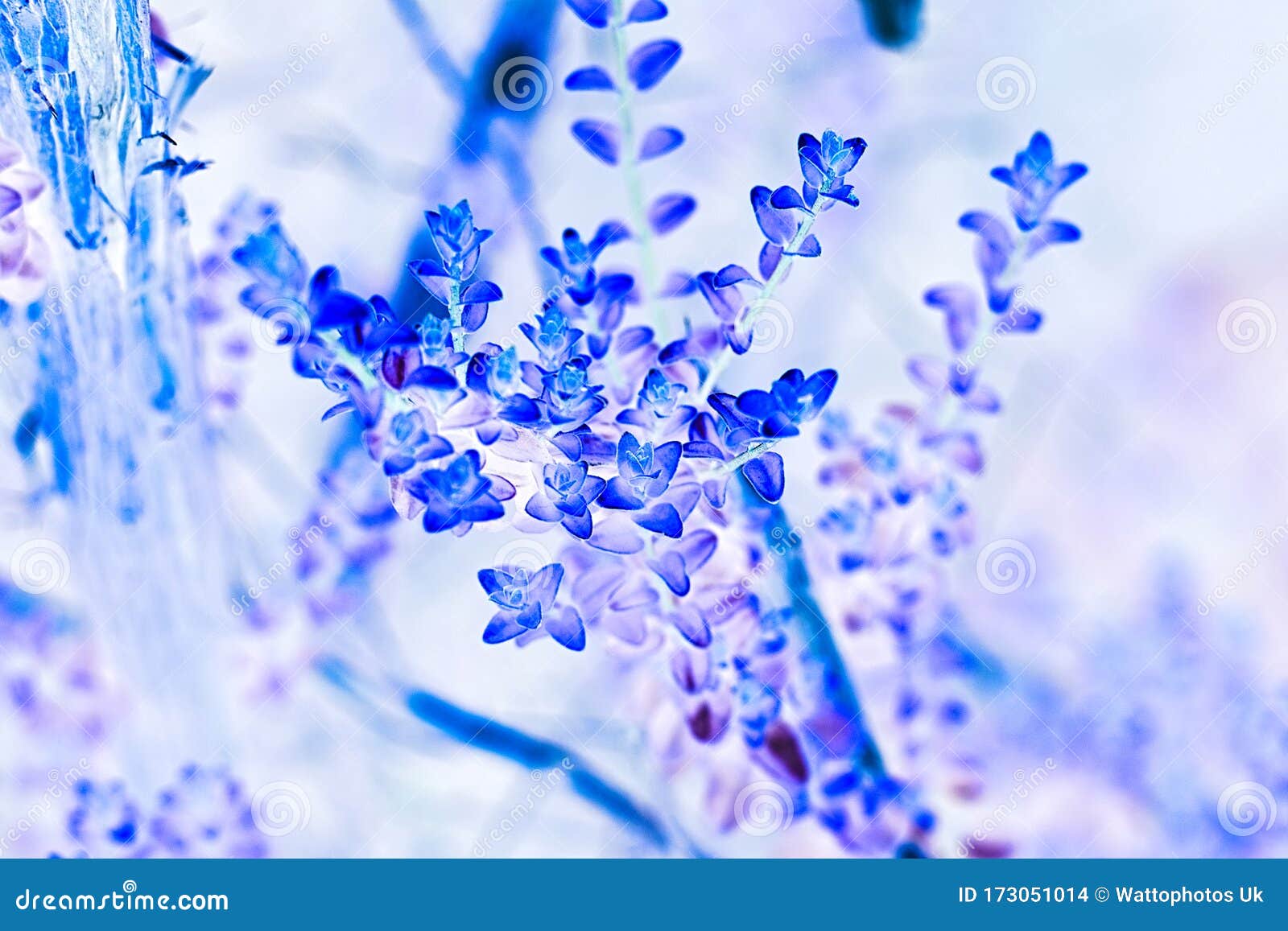 Bright Blue Negative Wallpaper of Tree Leafs Stock Photo - Image of ...
