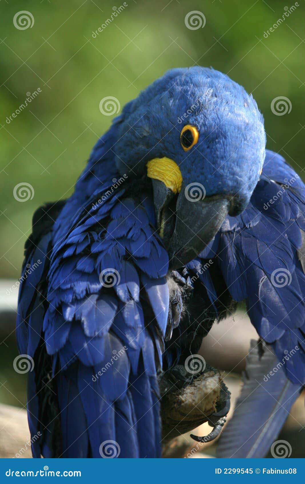 Bright blue parrot stock image. Image of face, nature - 2299545