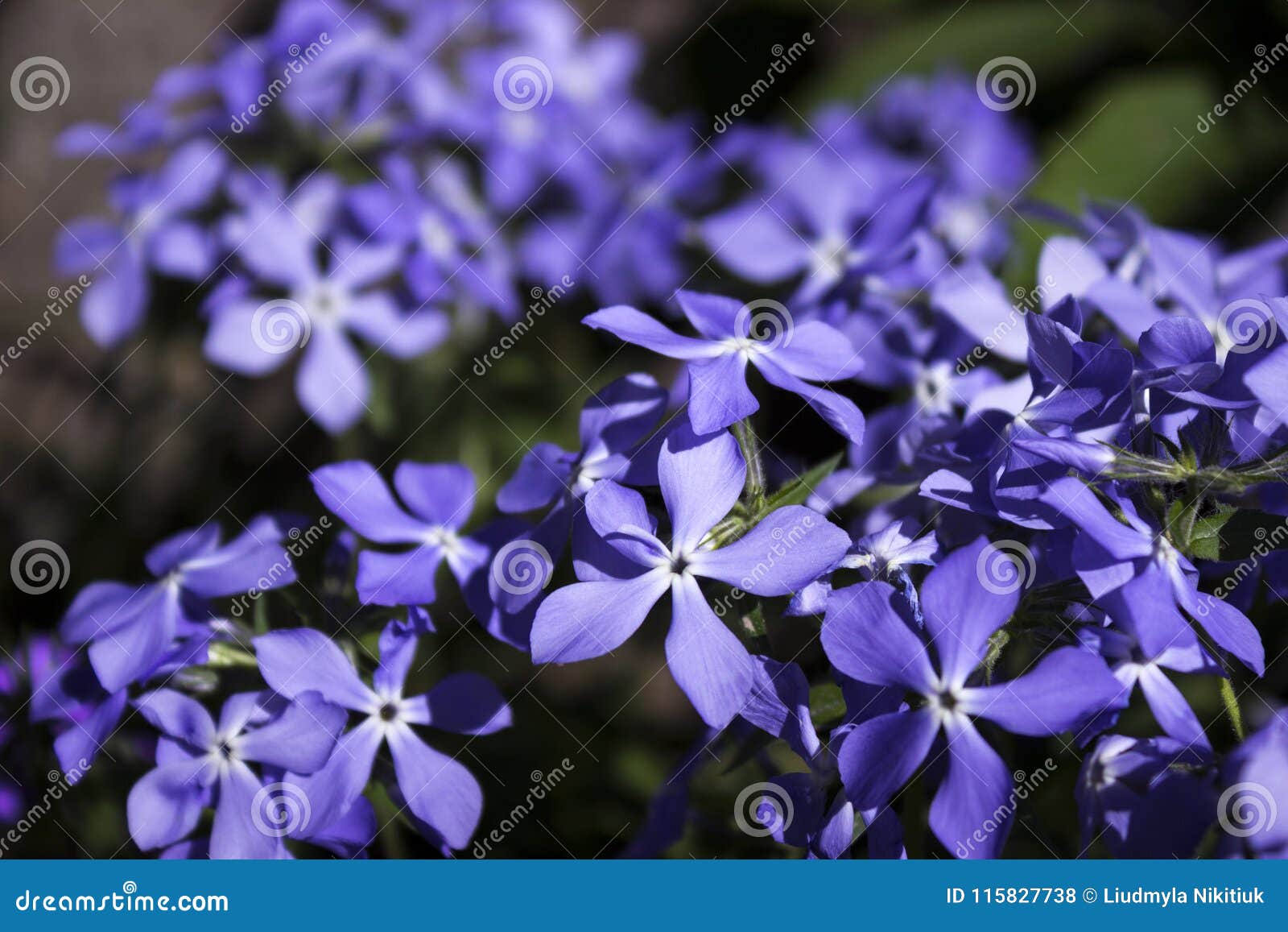 Bright Blue Phlox - Many Small Spring Flowers, Botany, Background Stock ...