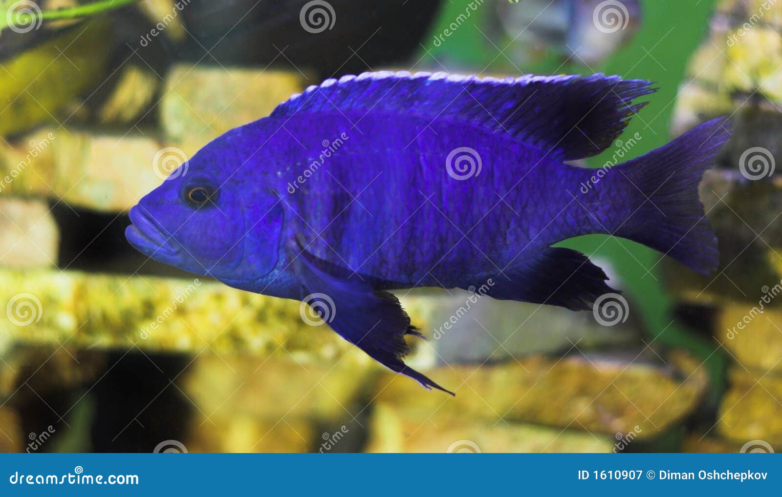 Bright blue predator fish stock image. Image of summer - 1610907