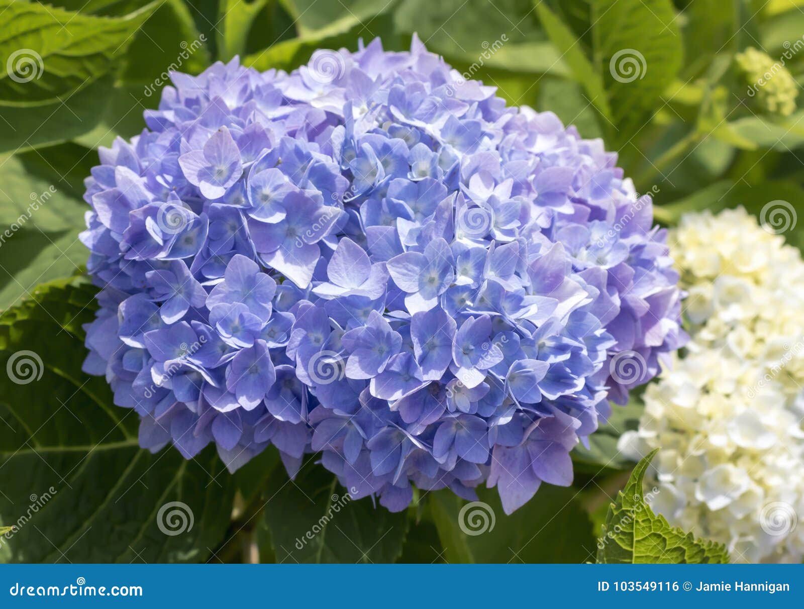 Vibrant Blue Hydrangea Blossom Stock Photo - Image of animal, sprng ...