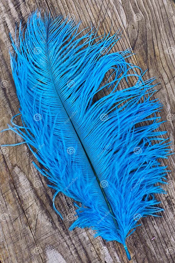 Bright blue quill stock photo. Image of bird, macro, purity - 25770642