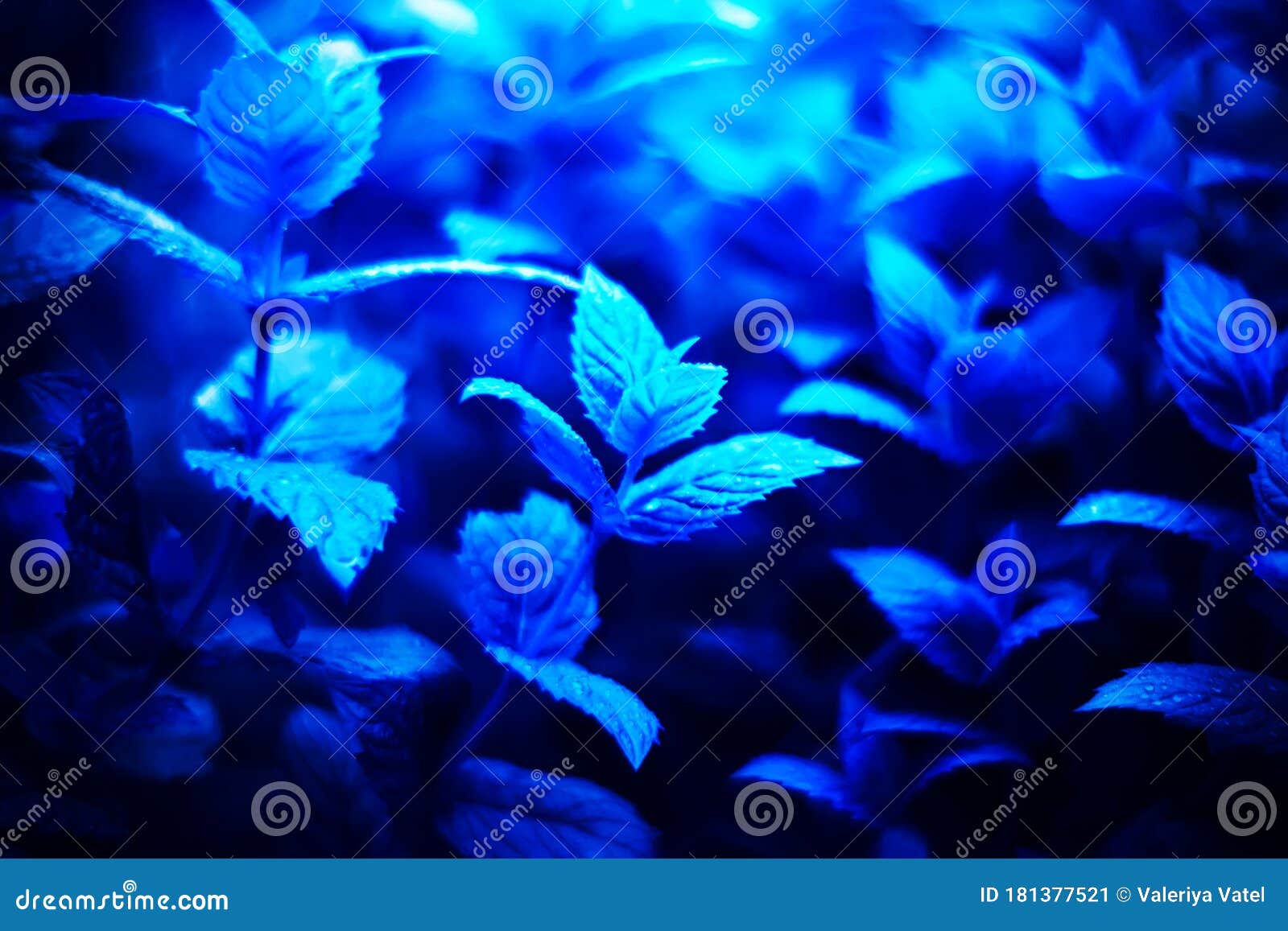 Bright Blue Refreshing Mint with Dew Drops on the Leaves Stock Image ...