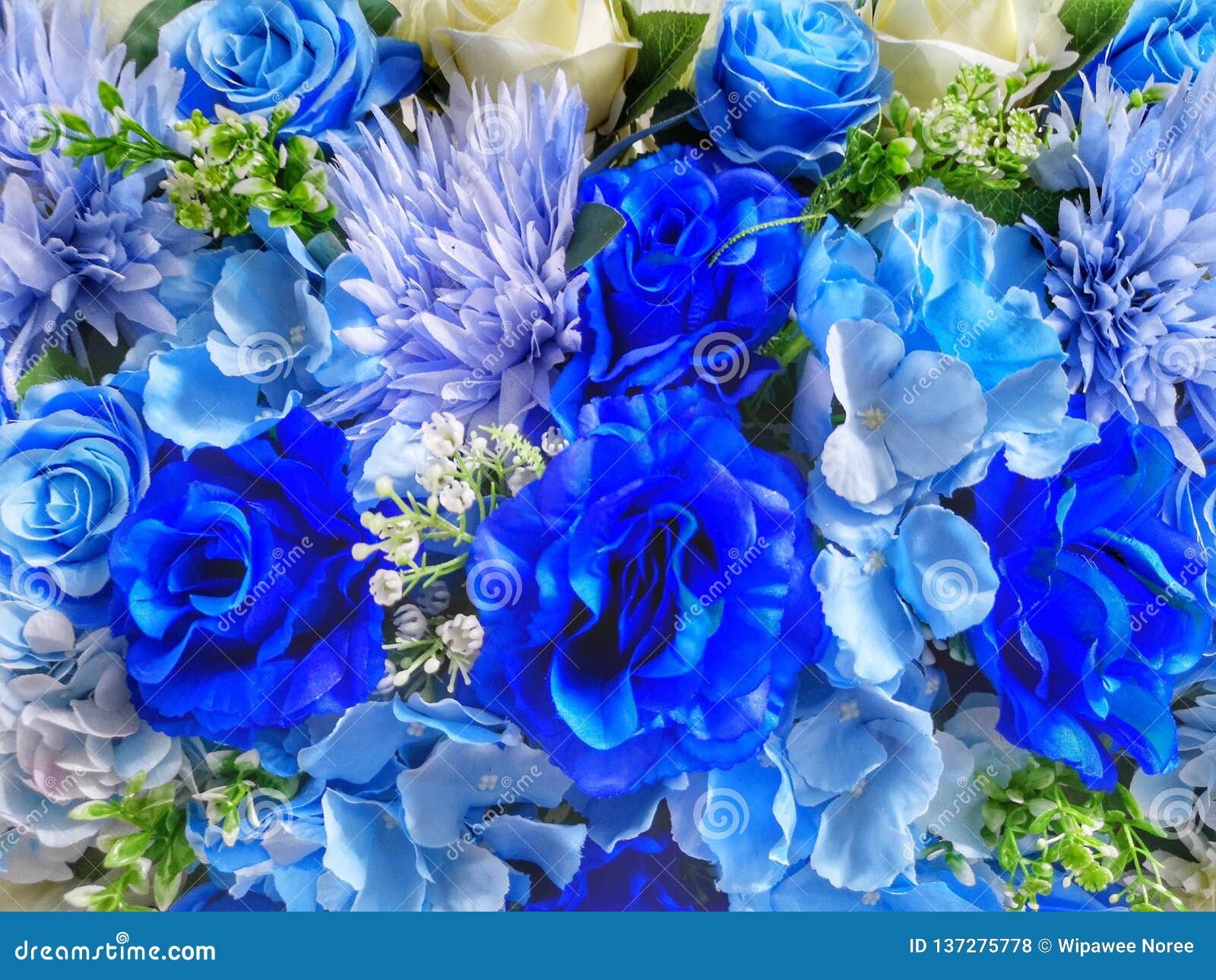 Bright Blue Rose Flower Background Stock Photo - Image of flower, rose ...