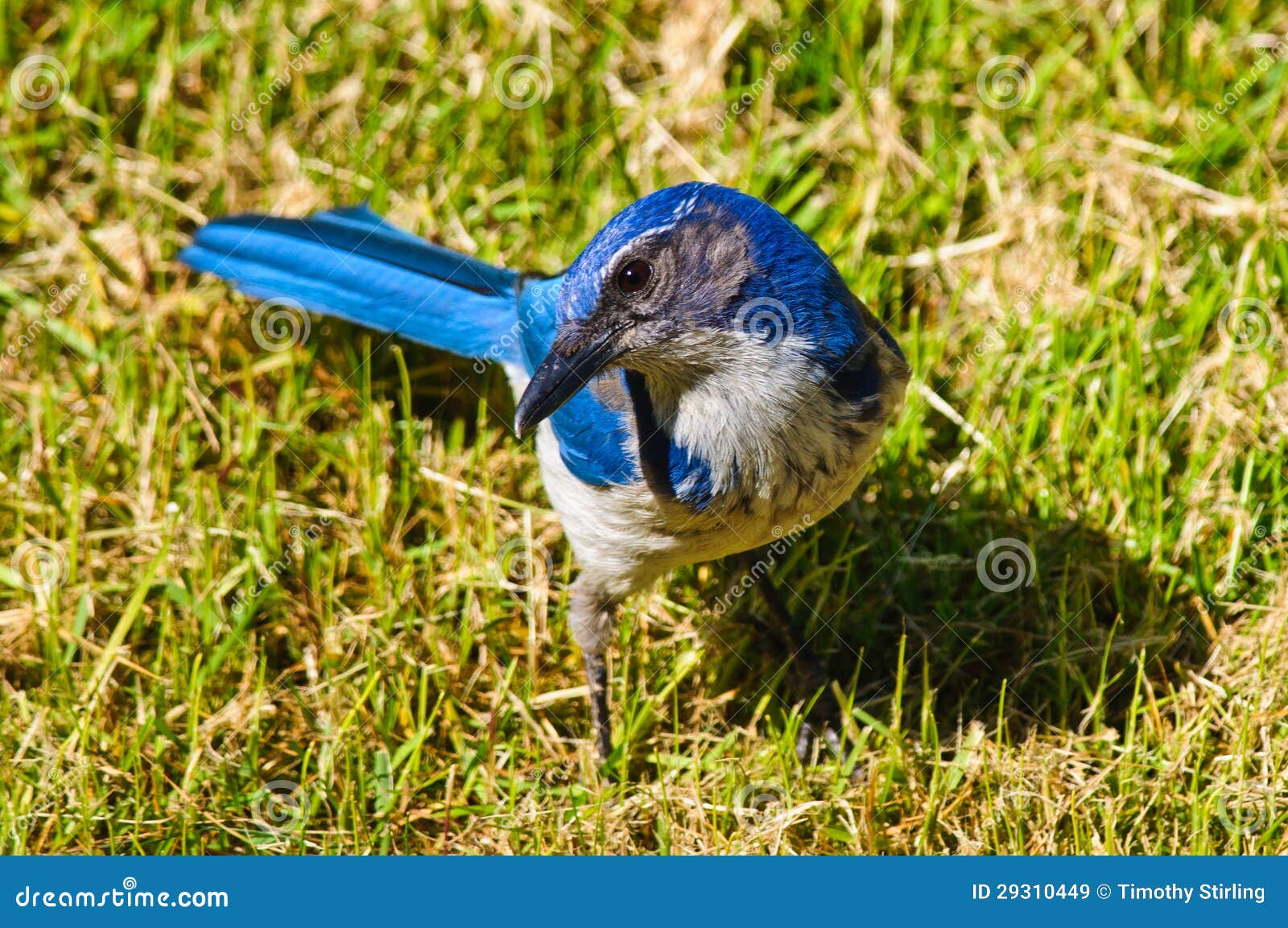 Bright Blue Scrub Jay stock image. Image of plumage, closeup - 29310449
