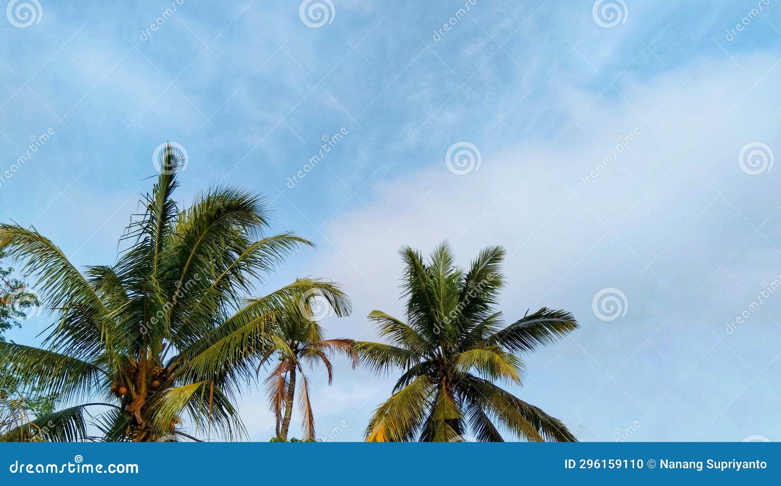 Bright Blue Sky Background with Three Coconut Tree Objects Stock Photo ...