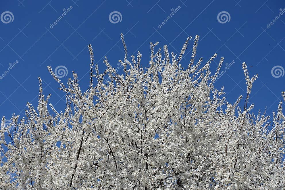 Bright Blue Sky and Branches of Blossoming Plum in April Stock Image ...