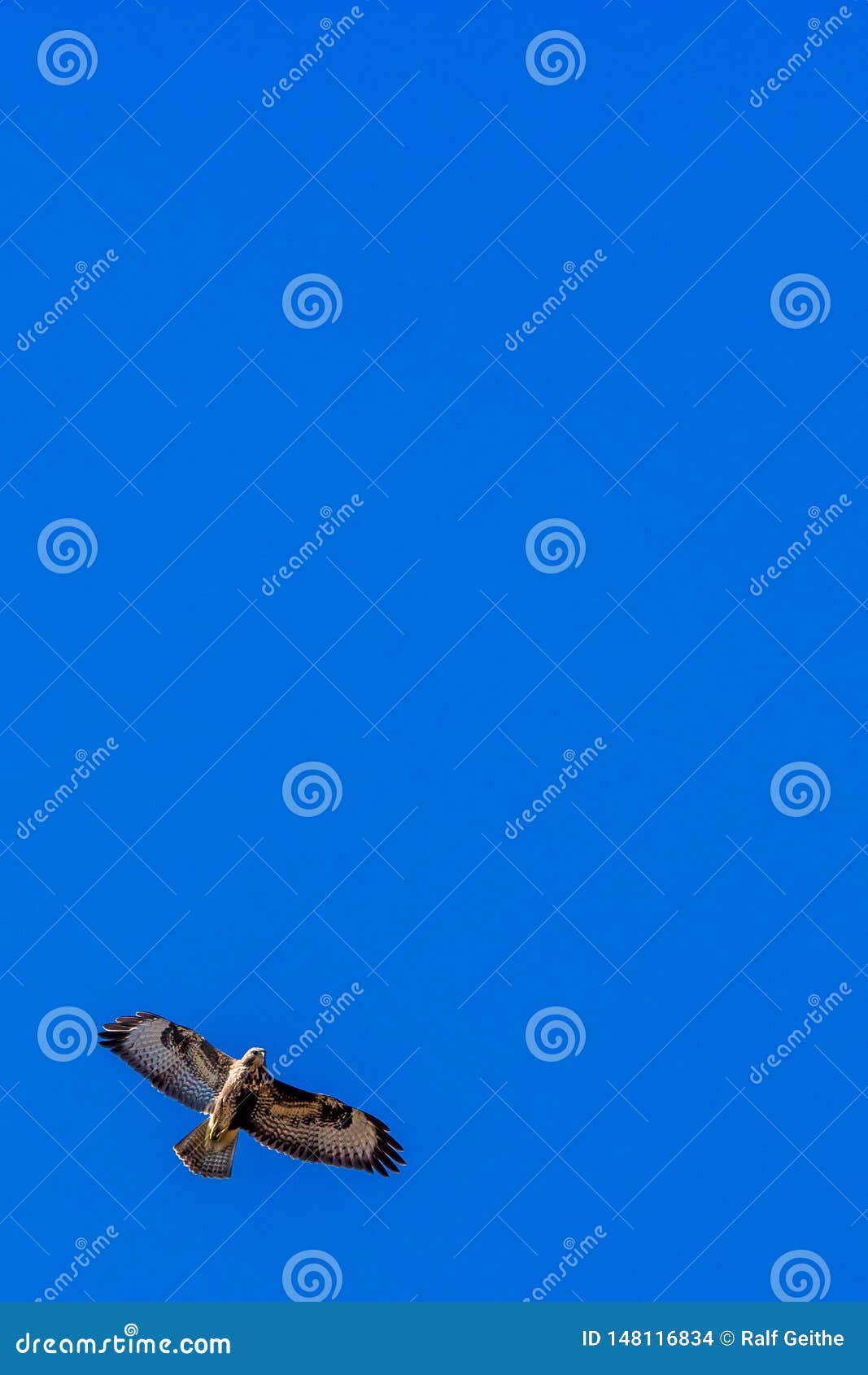 Buzzard is Flying through Blue Sky Stock Photo - Image of aerial ...