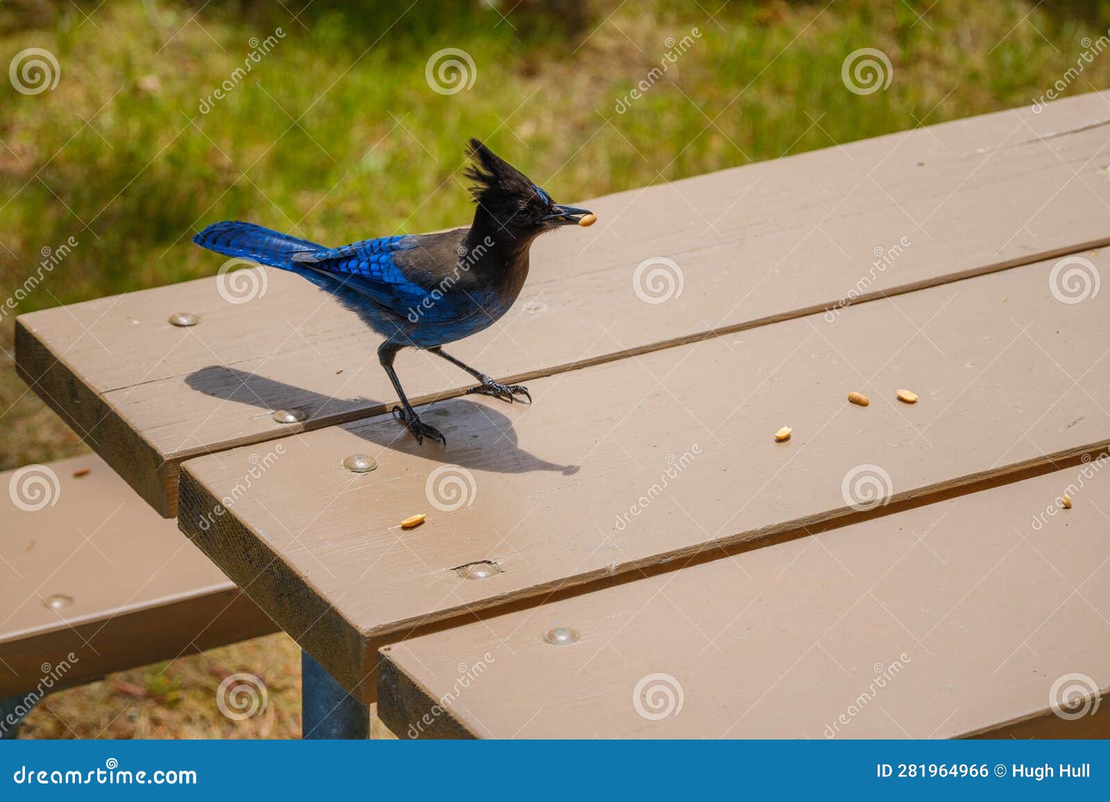 Bright Blue Steller S Jay Eating Peanuts on Picnic Table Stock Photo ...