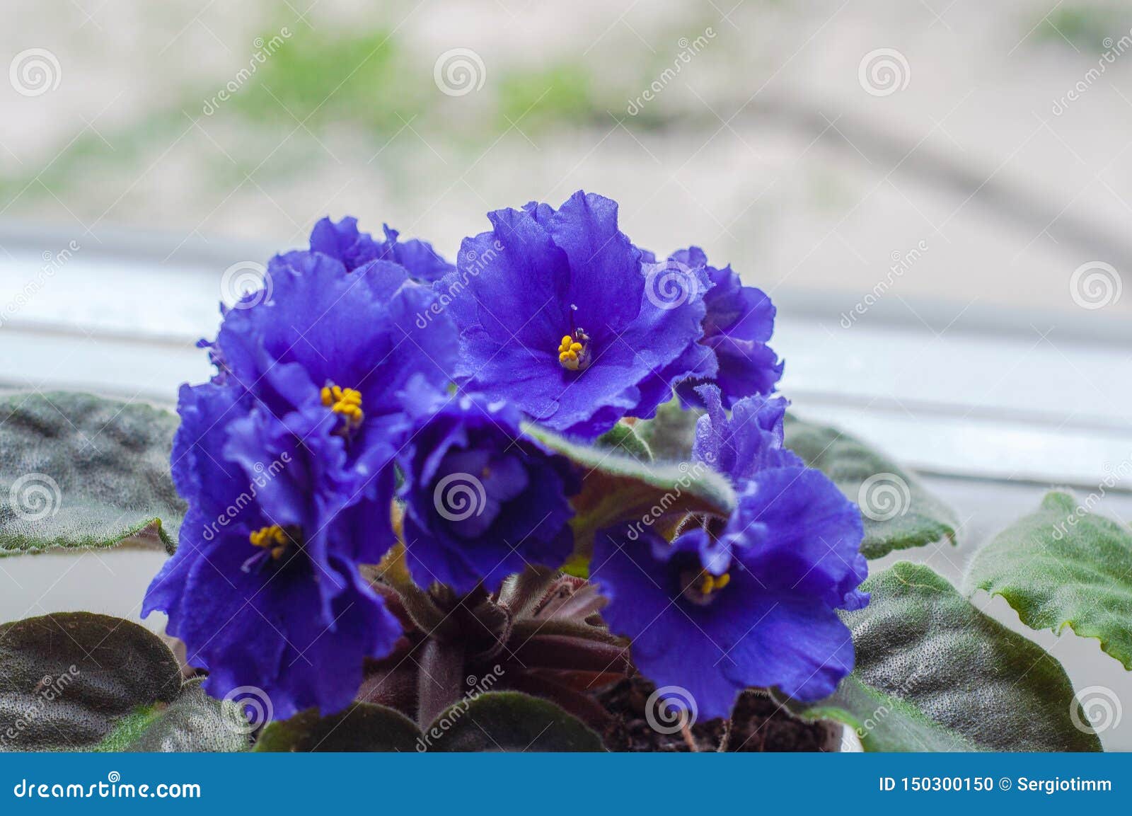 Bright Blue Violets with Green Leaves on the Windowsill Stock Photo ...