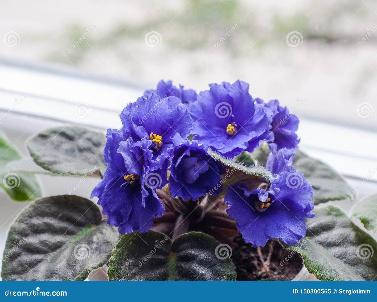 Bright Blue Violets with Green Leaves on the Windowsill Stock Image ...