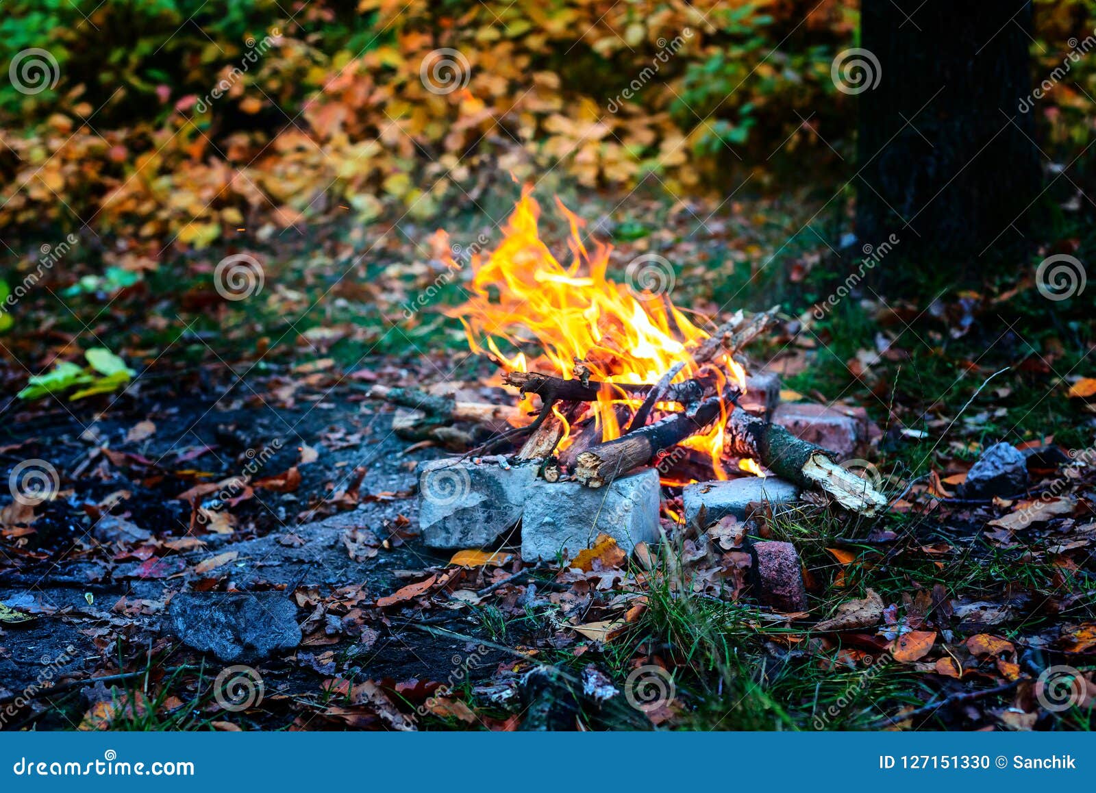Bright Bonfire in a Autumn Forest Stock Photo - Image of activity ...