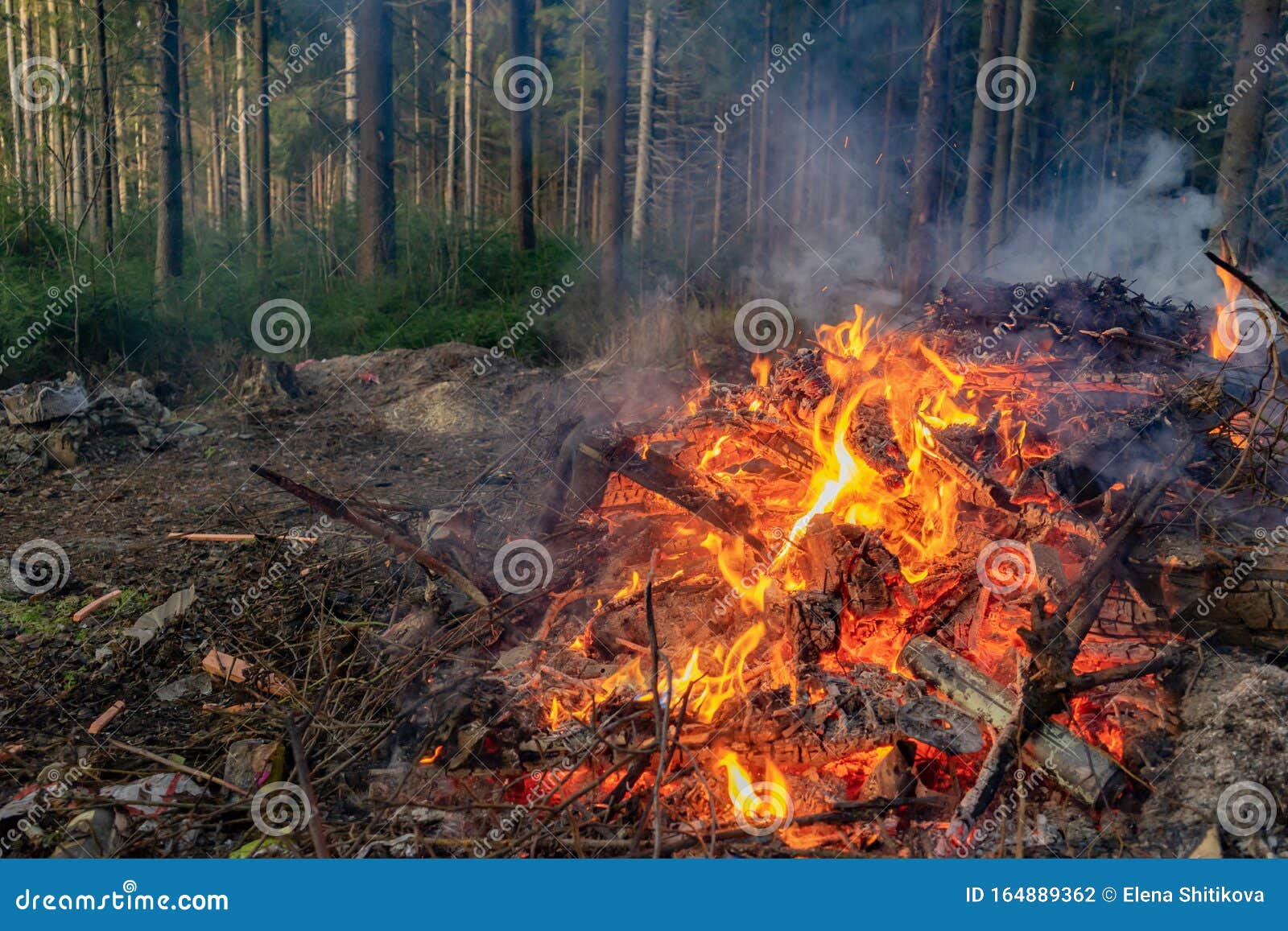 Bright Bonfire Burning in a Pine Forest. Forest Fire. Stock Photo ...