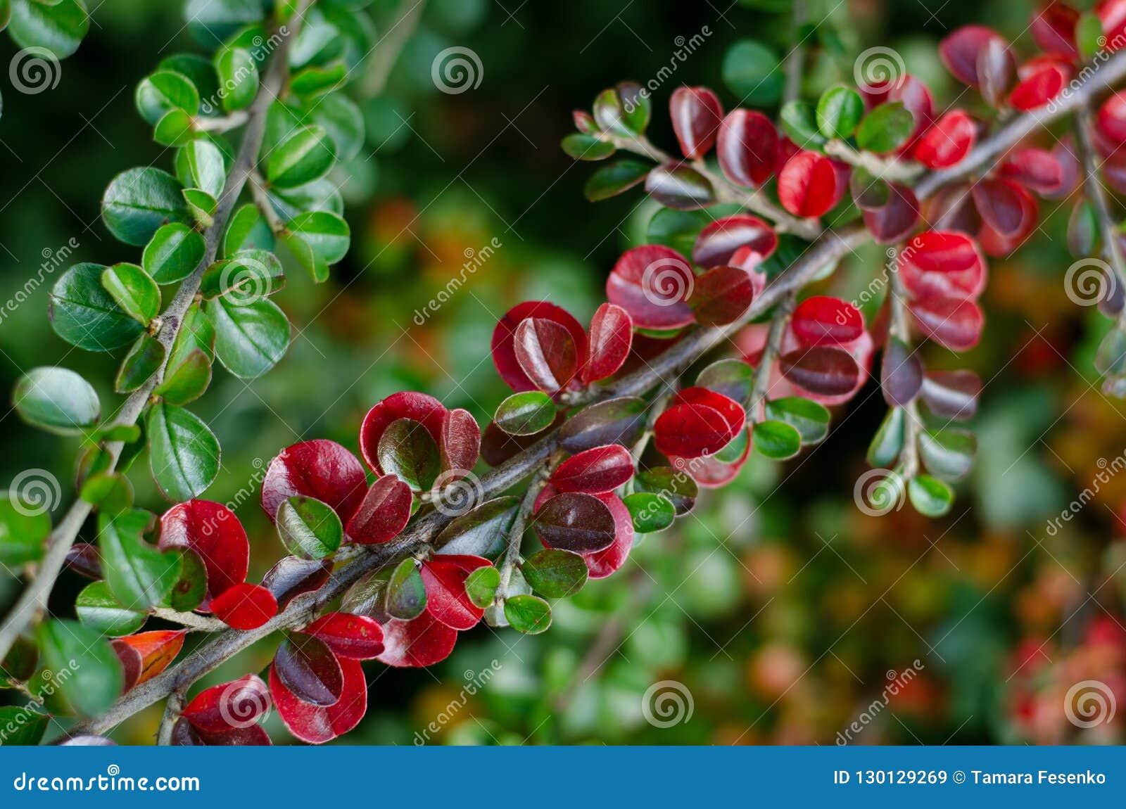 Bright Branch with Red Berries - Natural Background Stock Image - Image ...