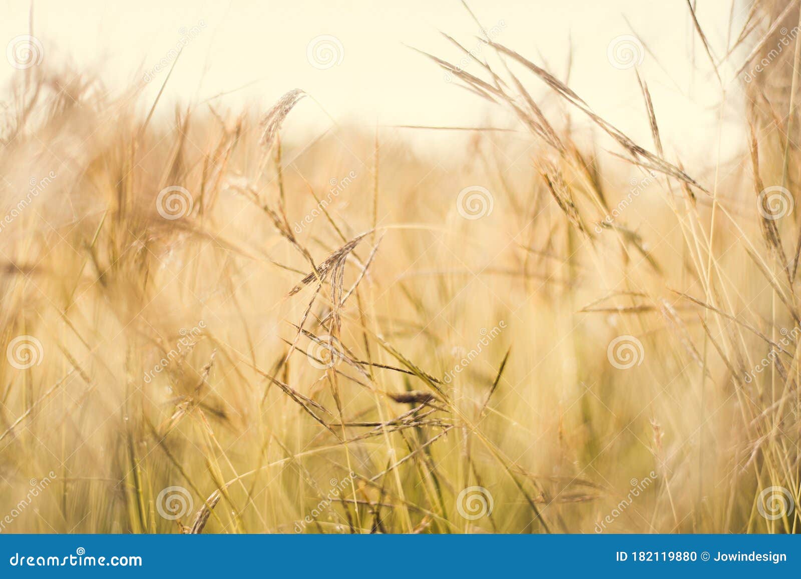 Bright Brown Grass Background Stock Photo - Image of grass, green ...