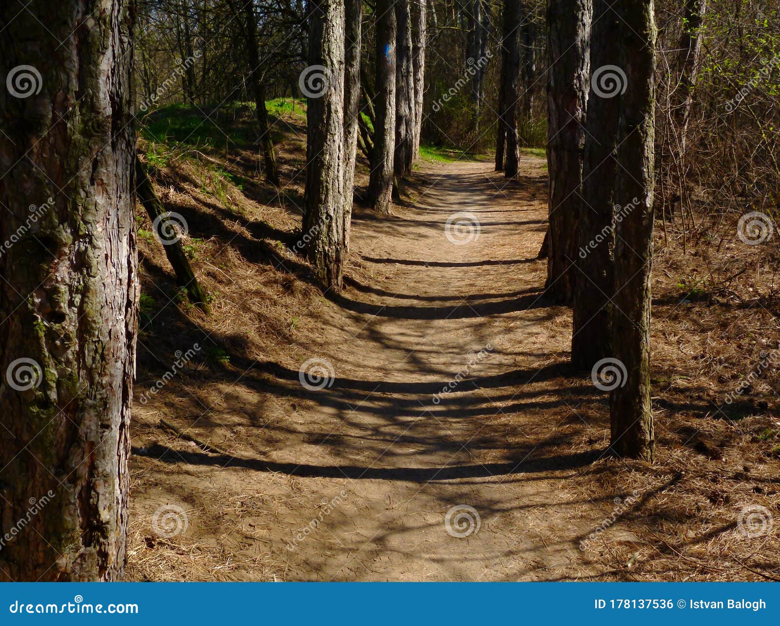 Bright Brown Sandy Forest Path in Pine Forest with Sunlight Shining ...