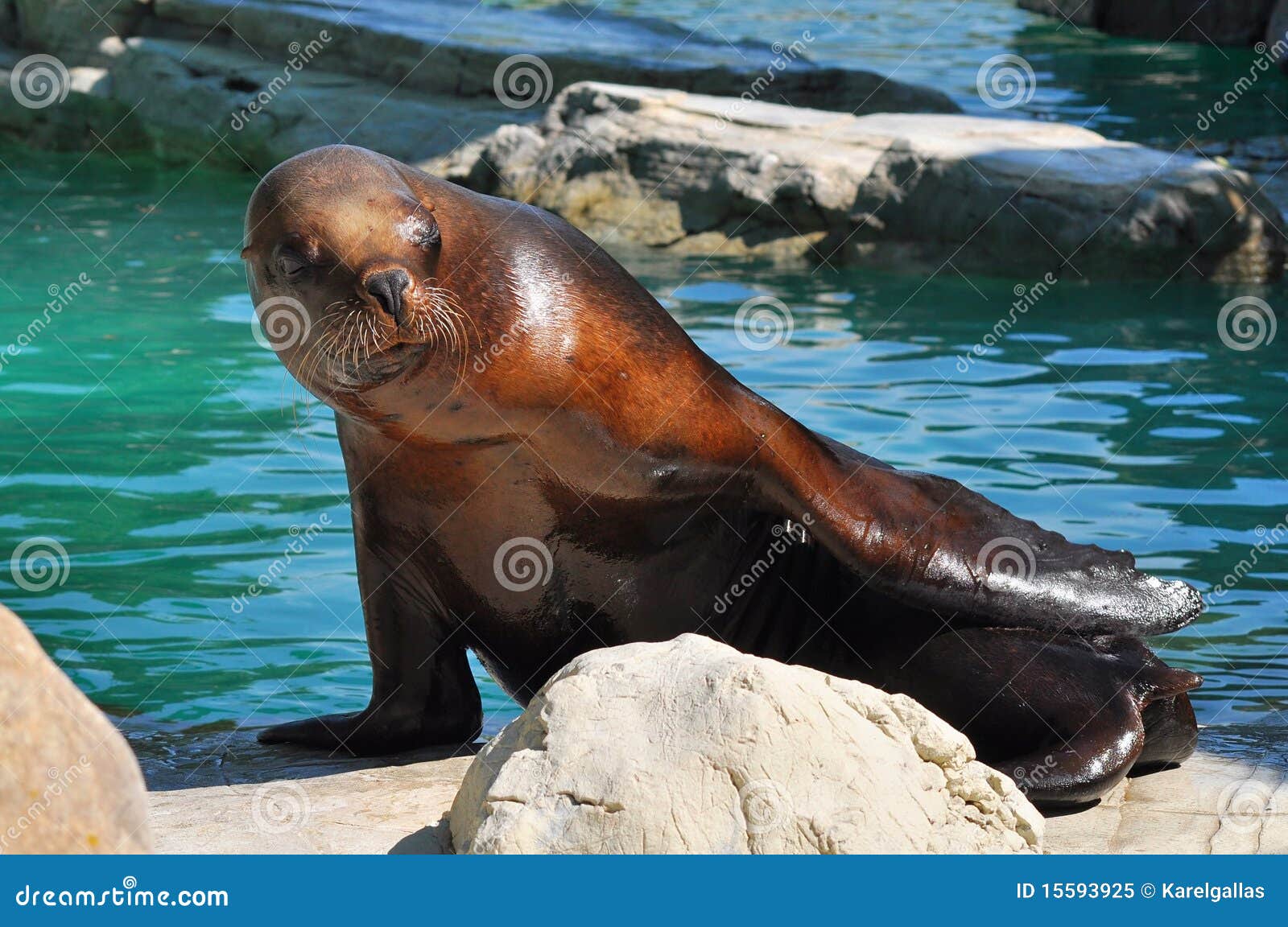 Bright Brown Seal with Blue Water Background Stock Image - Image of ...