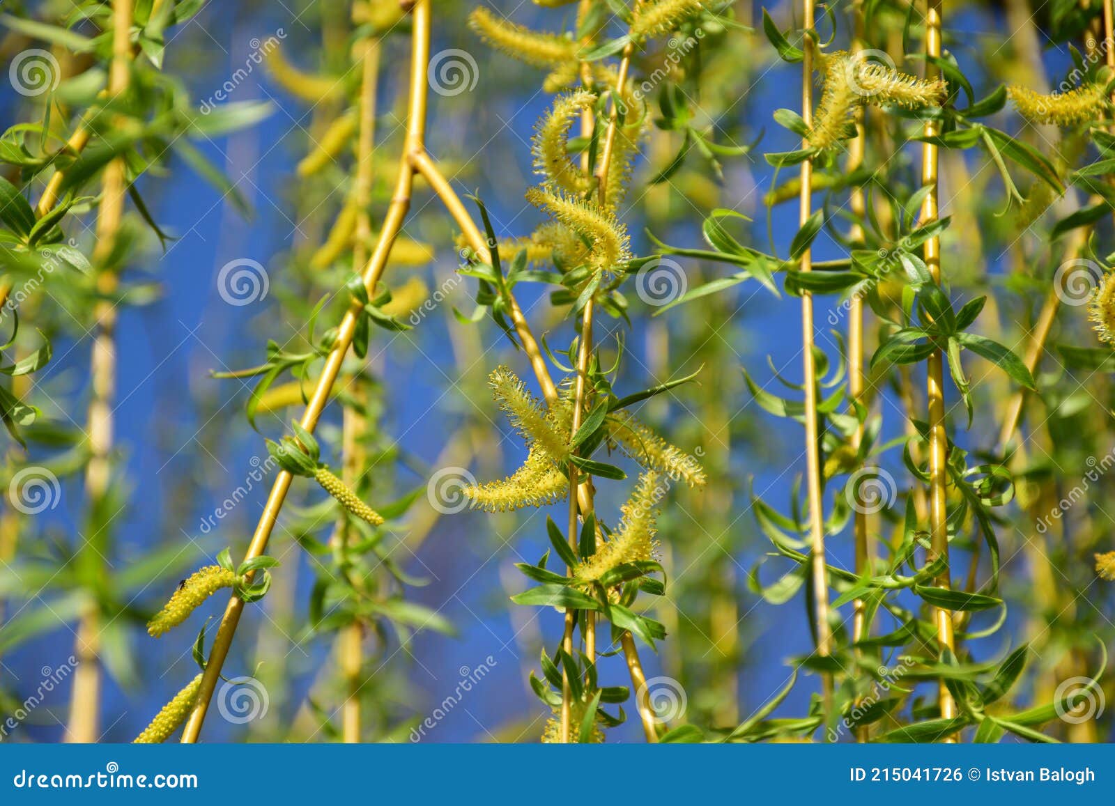 Bright Budding Yellow Willow Tree Branches. Light Blue Sky between the ...