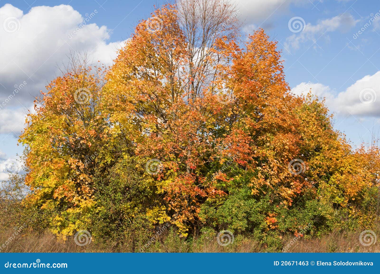 A bright bush in autumn stock image. Image of light, orange - 20671463