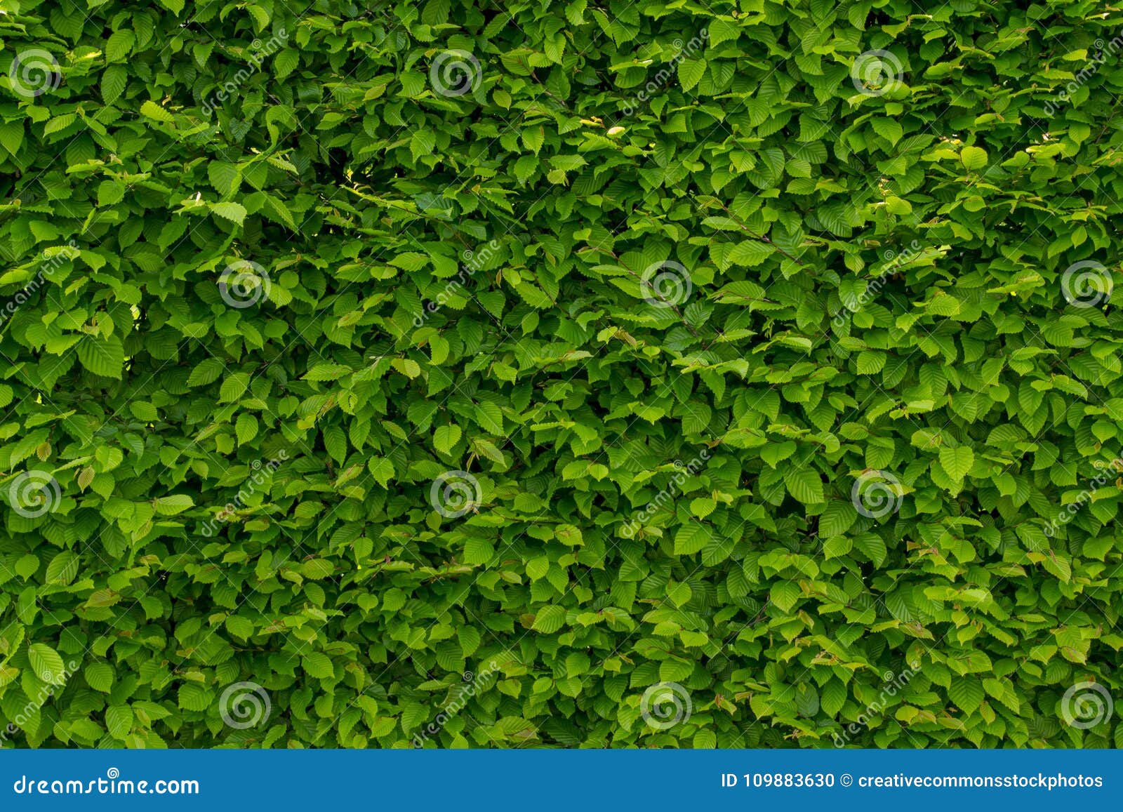 Bright, Bush, Close-up Picture. Image: 109883630