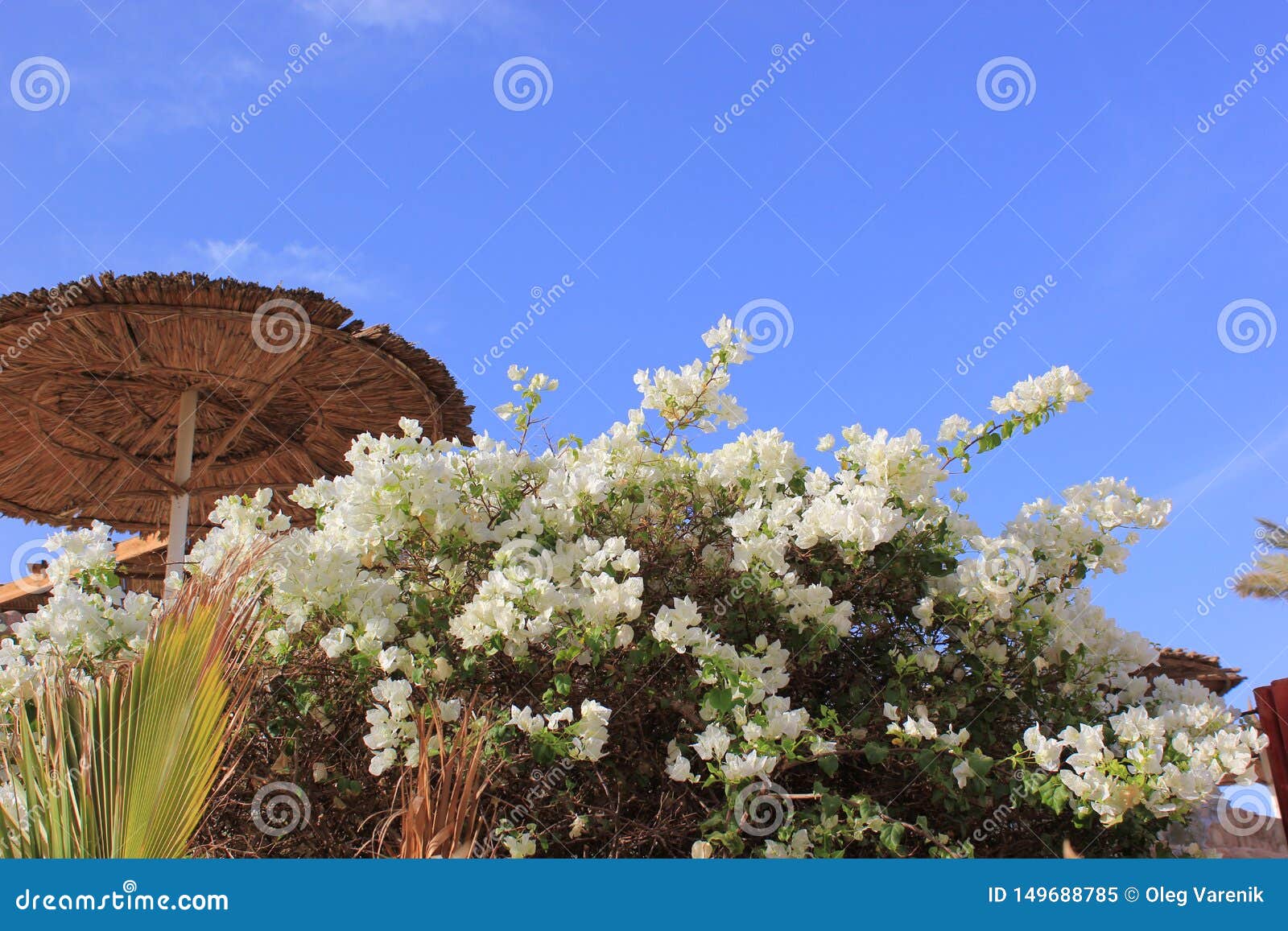 Bright Bush Flowers in the Foreground Stock Image - Image of closeup ...