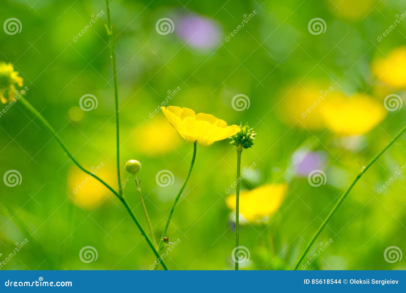 Bright Buttercups on a Green Grass Background Stock Photo - Image of ...