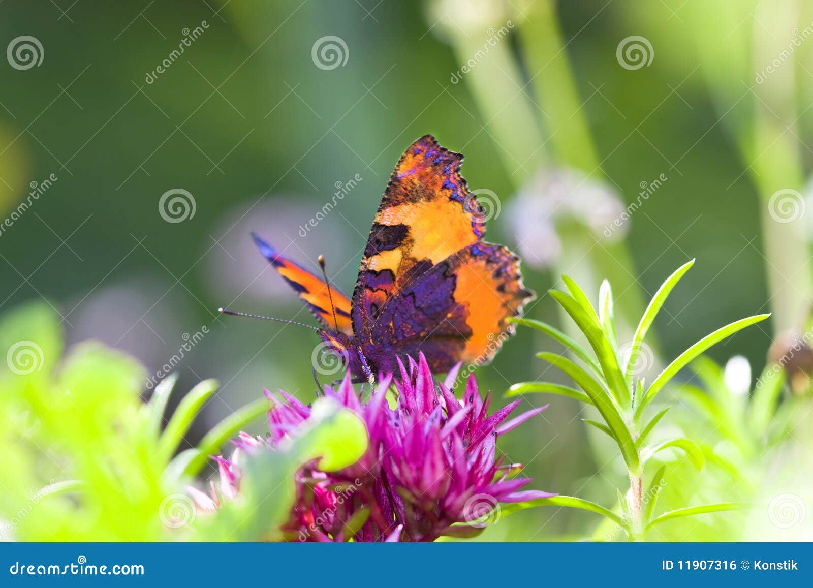 The bright butterfly stock photo. Image of insect, macro - 11907316