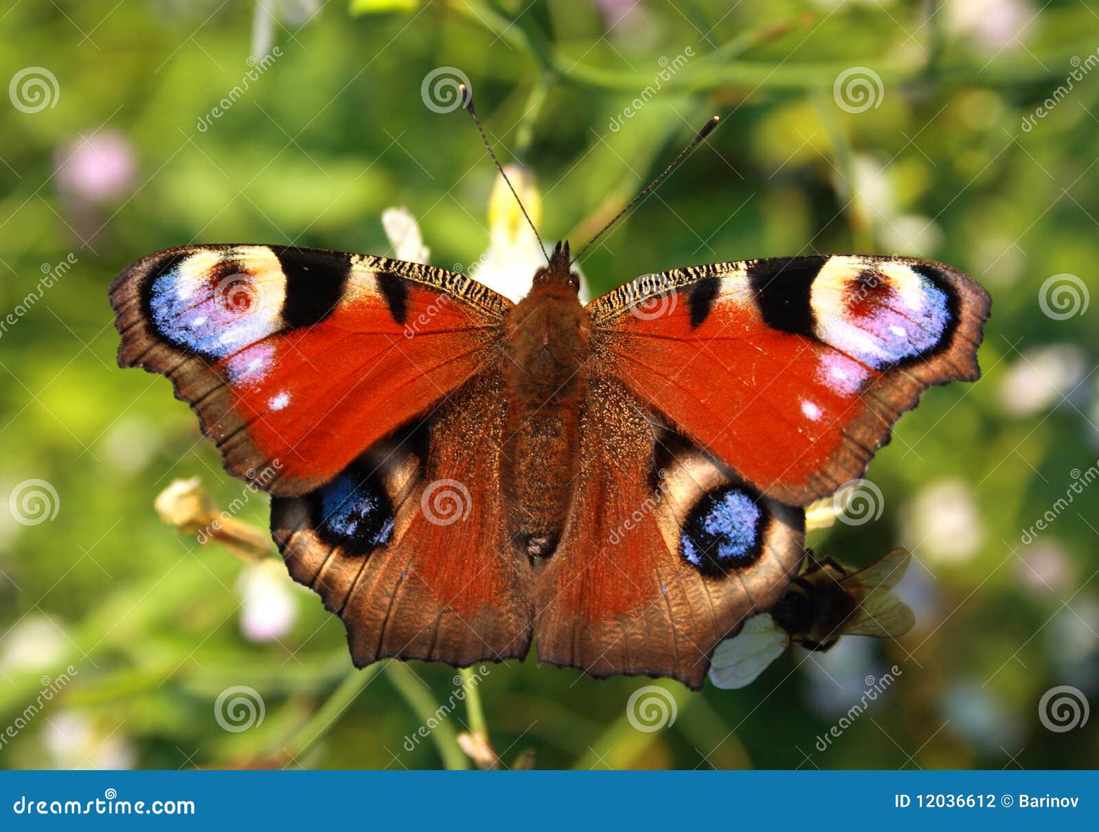 The bright butterfly with stock photo. Image of butterfly - 12036612