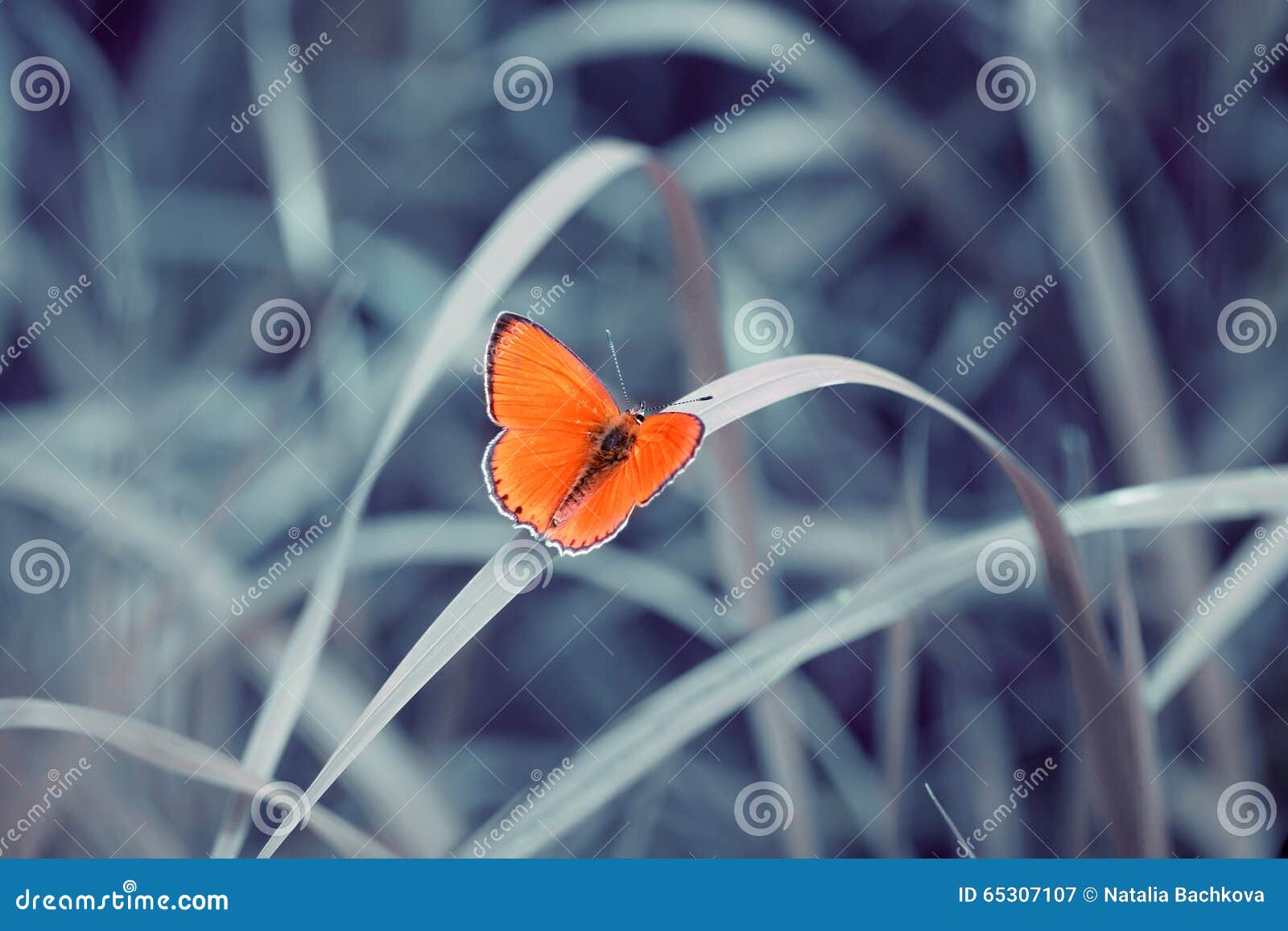 Bright butterfly stock image. Image of butterfly, light - 65307107