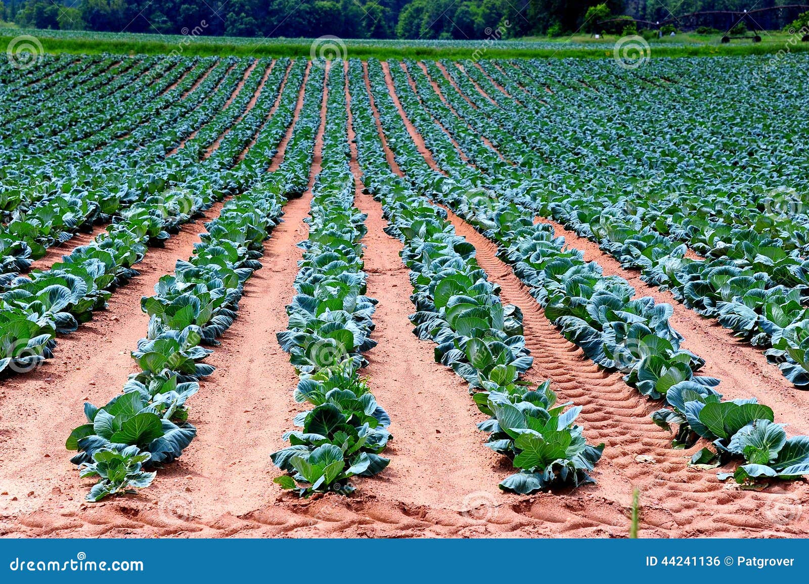 Bright Cabbage Crop in Wisconsin, USA Stock Photo - Image of homegrown ...