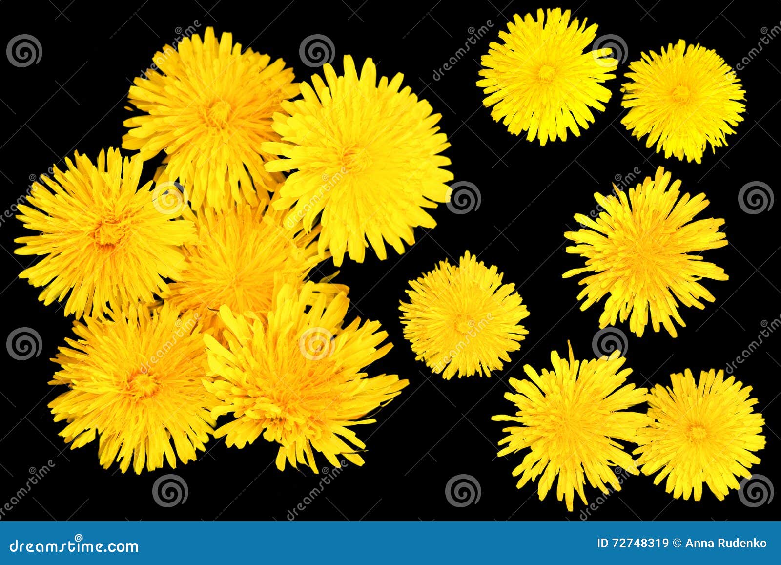 Bright Cap Dandelion Flower Object Isolated Elements, Black Back Stock ...