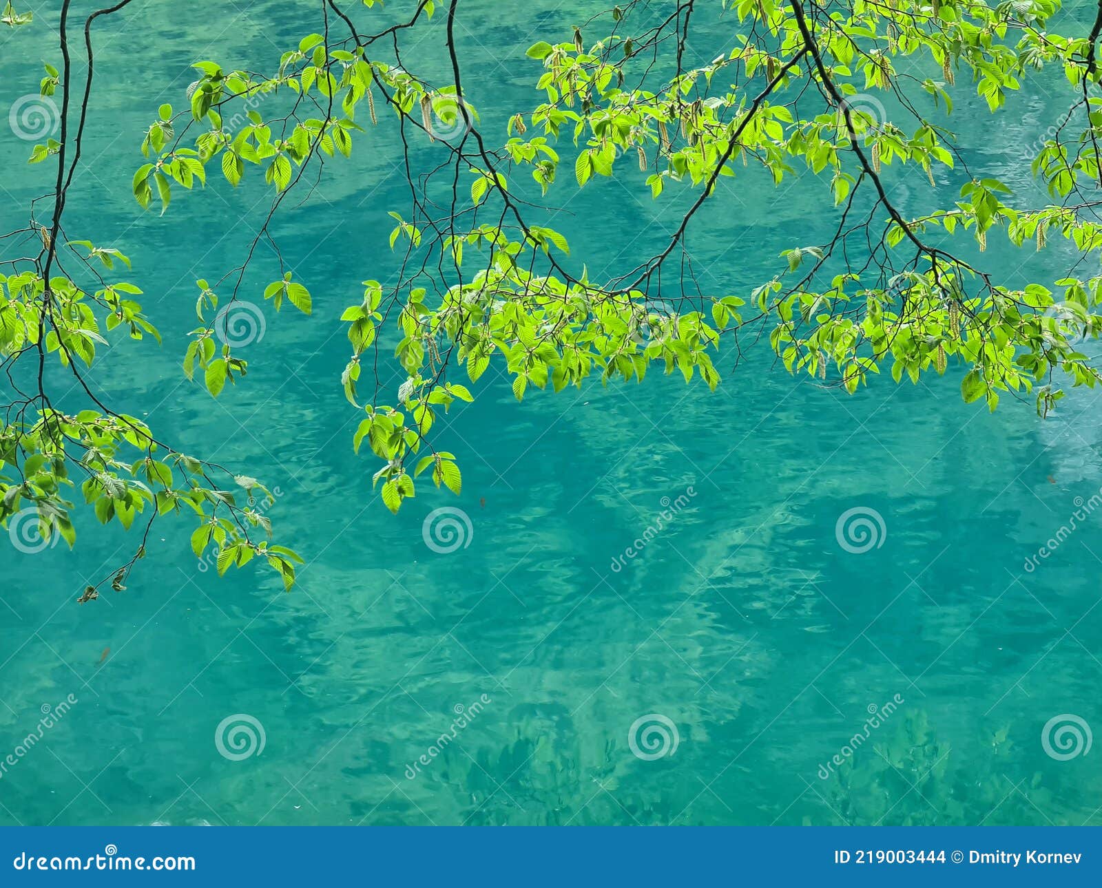 A Bright Cerulean Water and the Hanging Emerald Tree Branches Stock ...