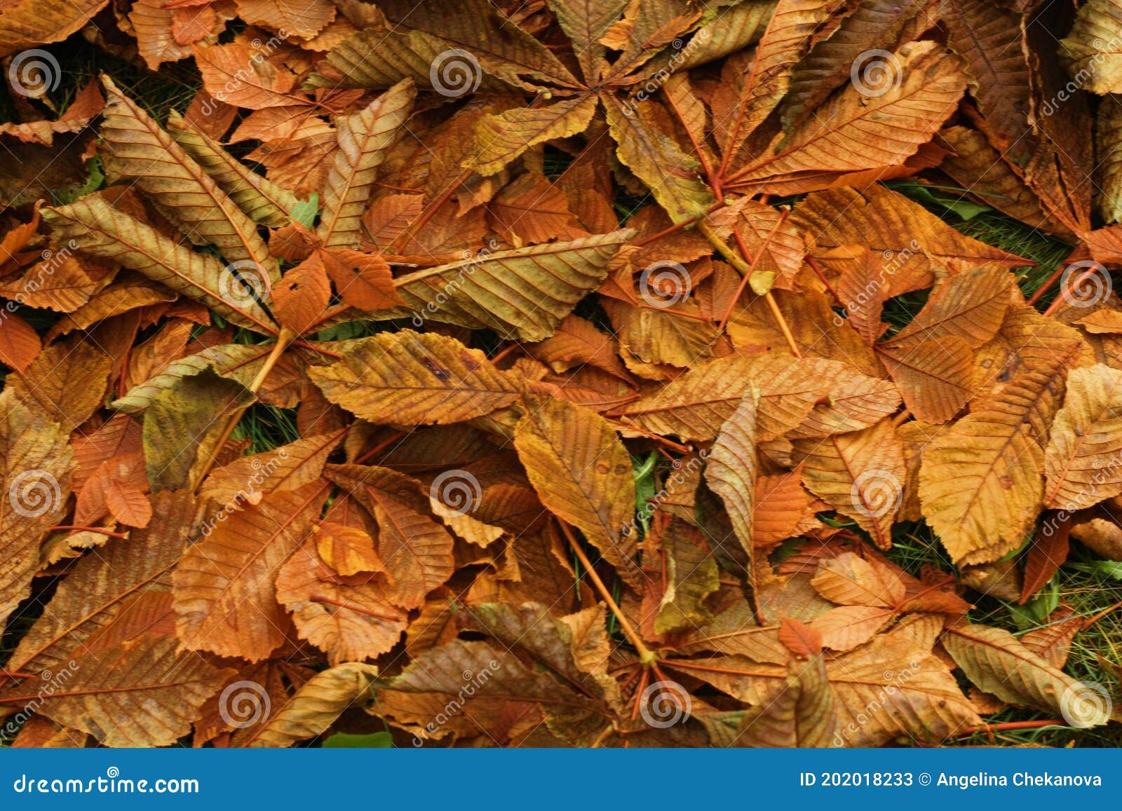 Bright Chestnut Leaves in the Park Macro Stock Image - Image of leaves ...