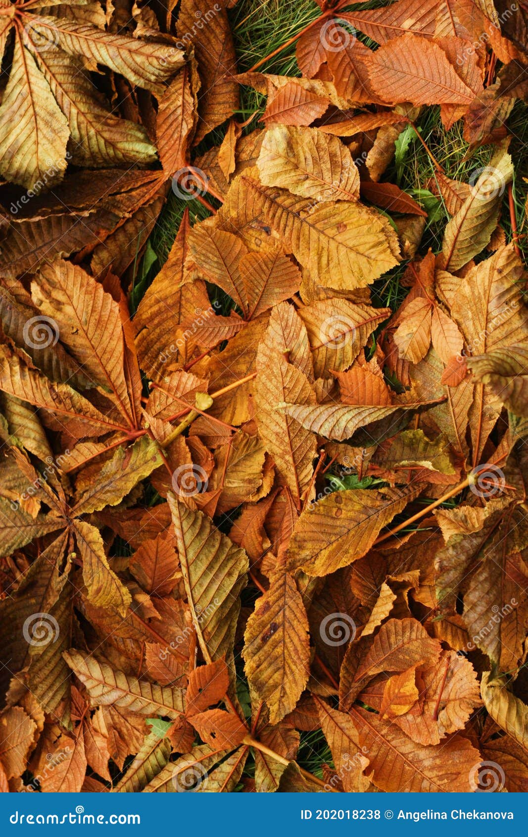Bright Chestnut Leaves in the Park Macro Stock Photo - Image of autumn ...