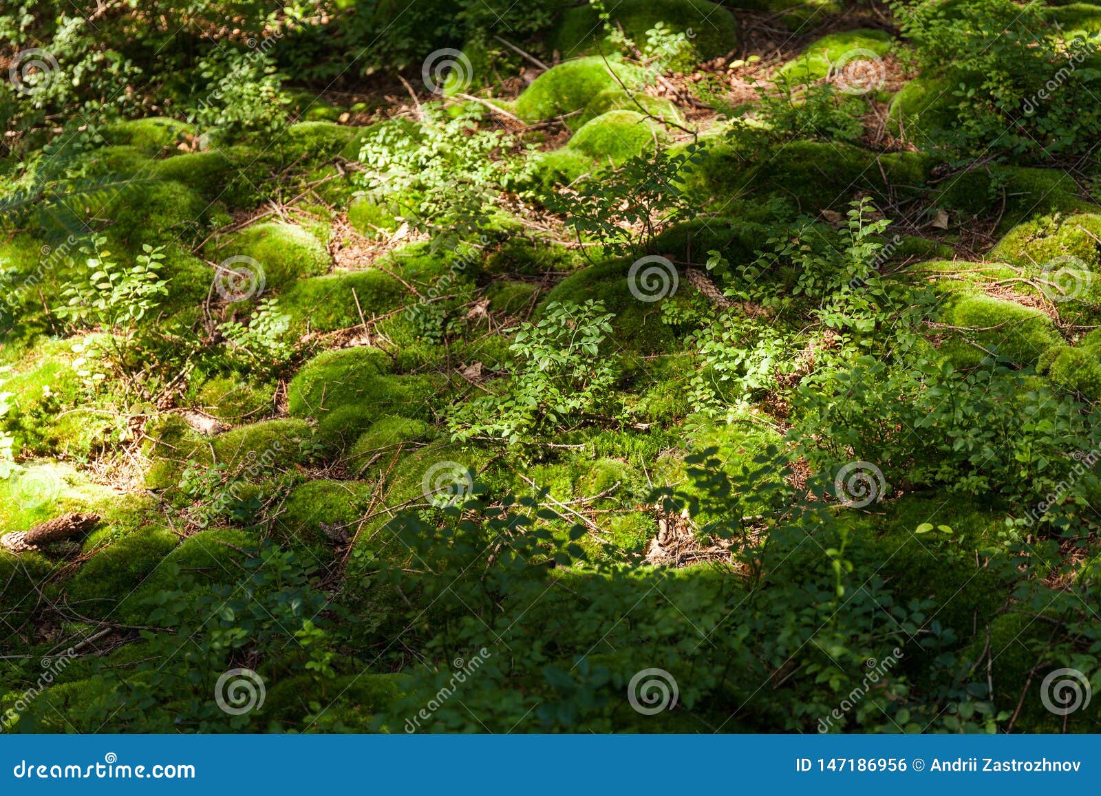 Bright Clean Grass Background, Beauty Botanical Bright Stock Photo ...