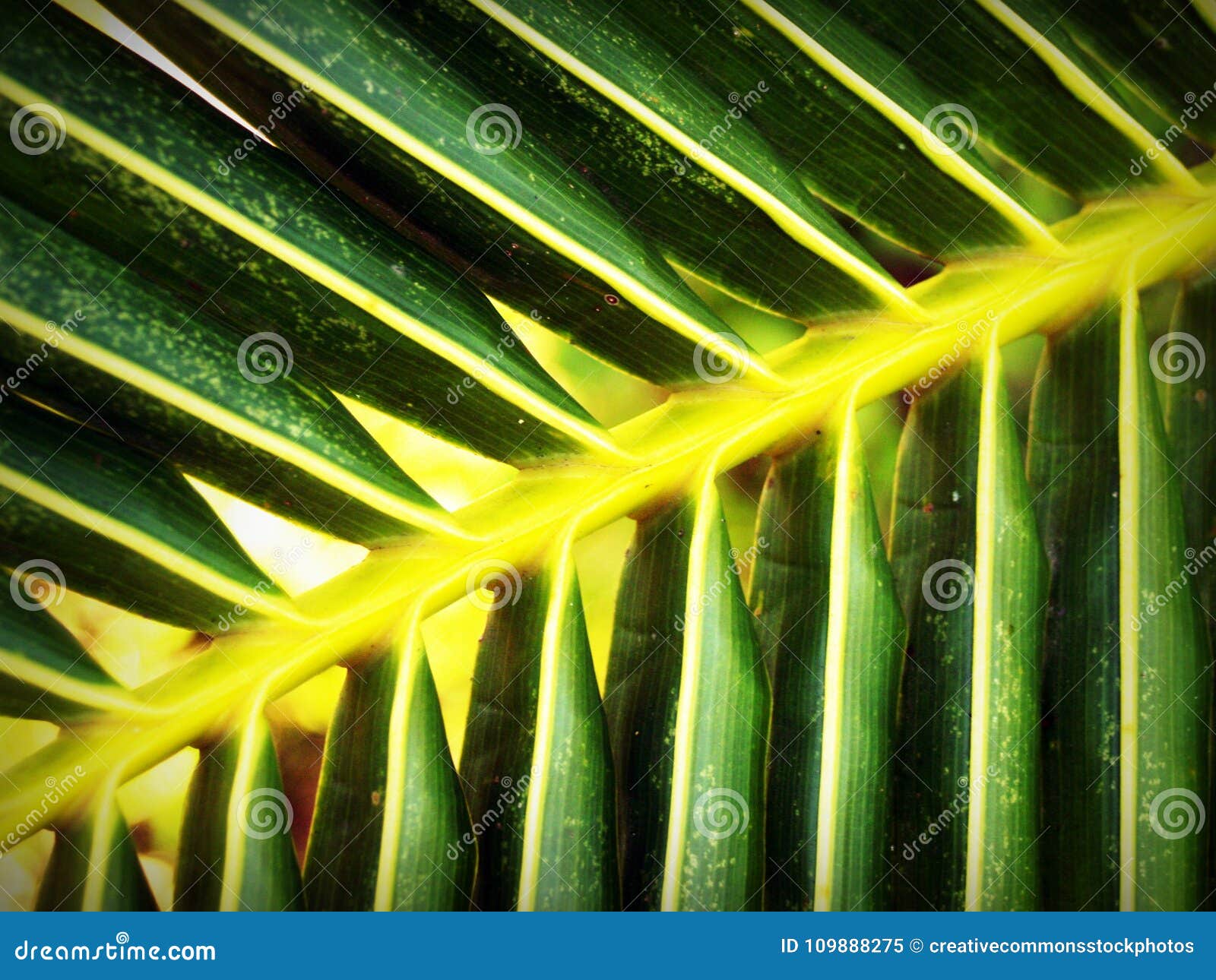 Bright, Close-up, Colors Picture. Image: 109888275