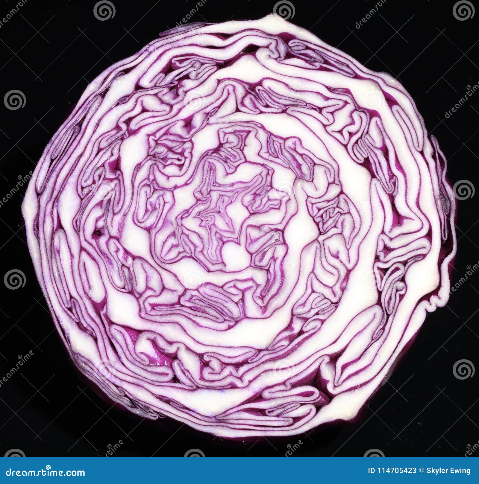 Bright Closeup of a Red Cabbage Stock Image - Image of macro, love ...