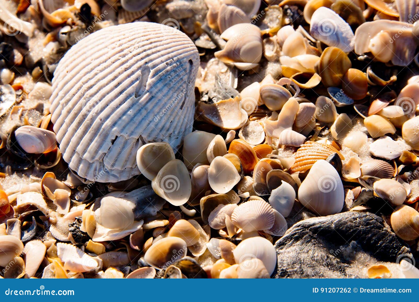 Bright Closeup of a Scallop Shell on Top of a Bed of Assorted Smaller ...