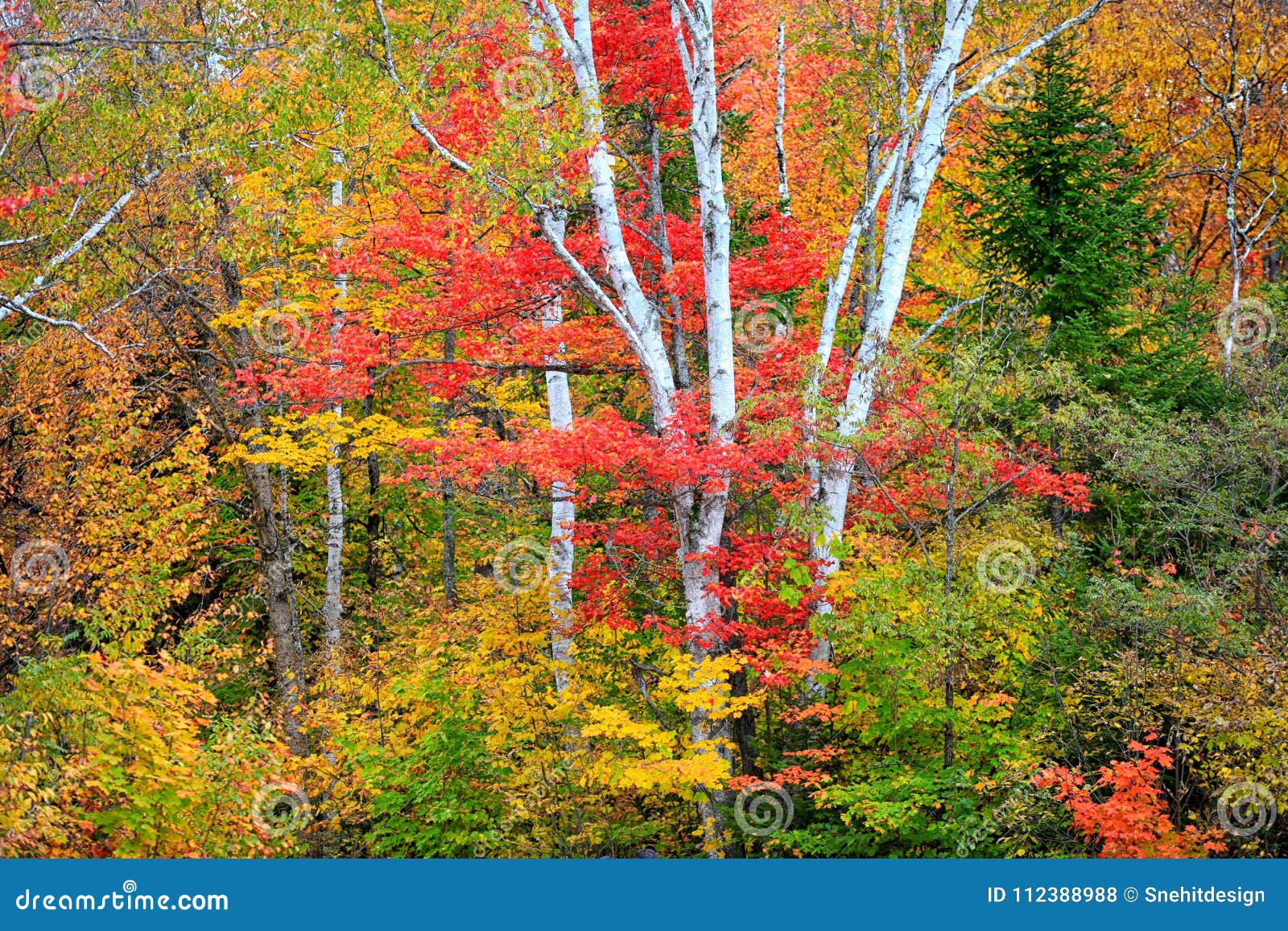 Color Autumn Trees in the Park Stock Photo - Image of yellow, northeast ...
