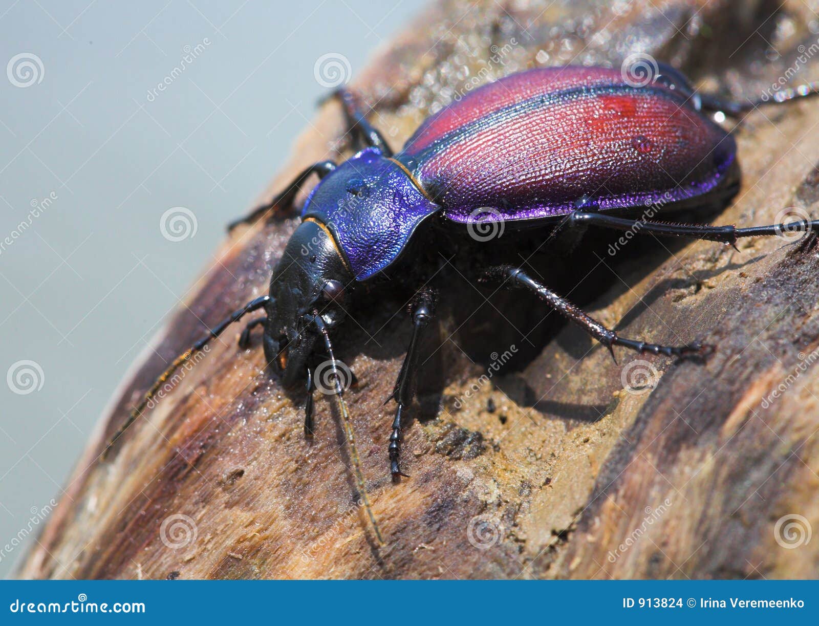 Bright color bug stock photo. Image of siberia, spring - 913824