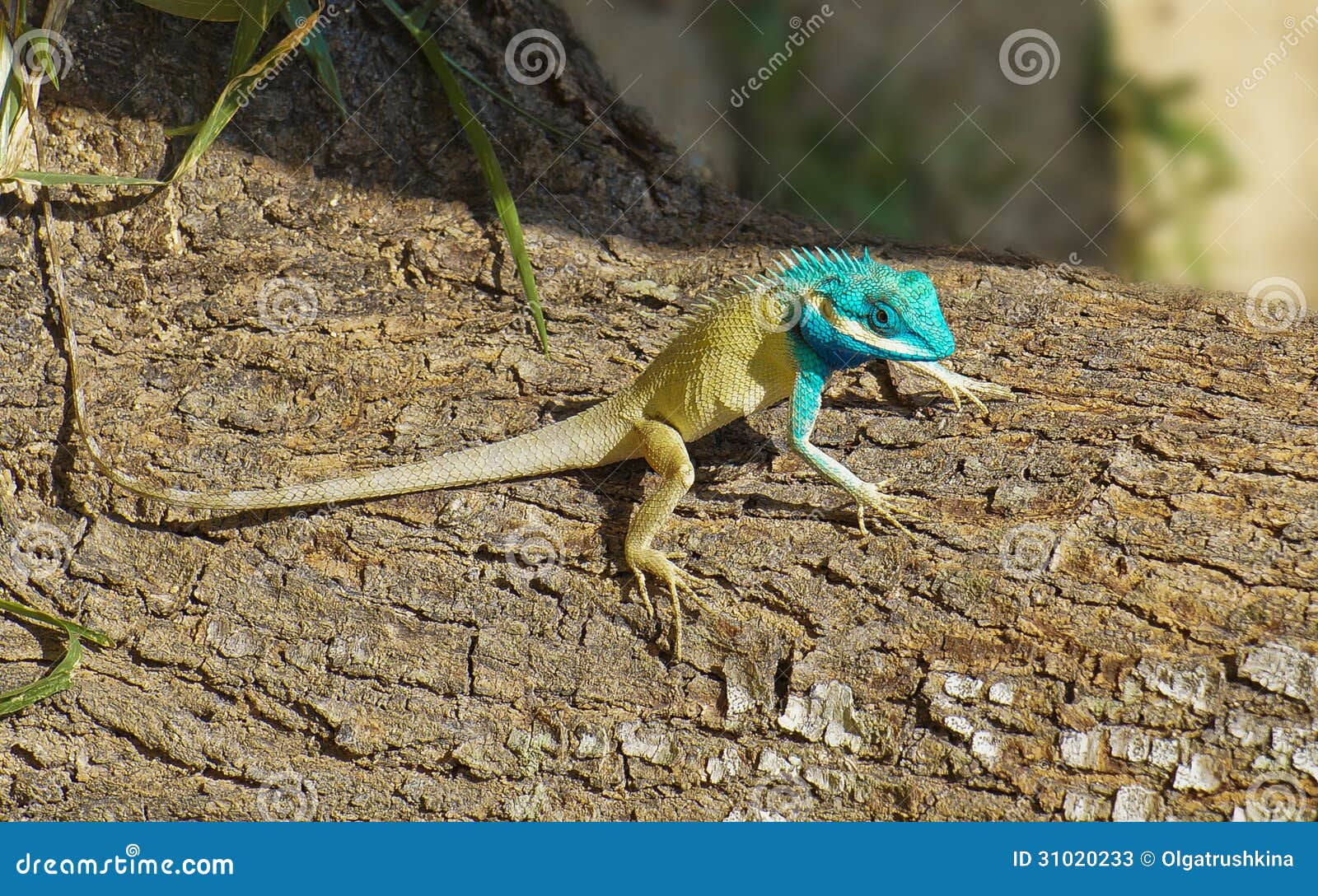 Bright Color Lizard (pangolin) Stock Image - Image of bright, lizard ...
