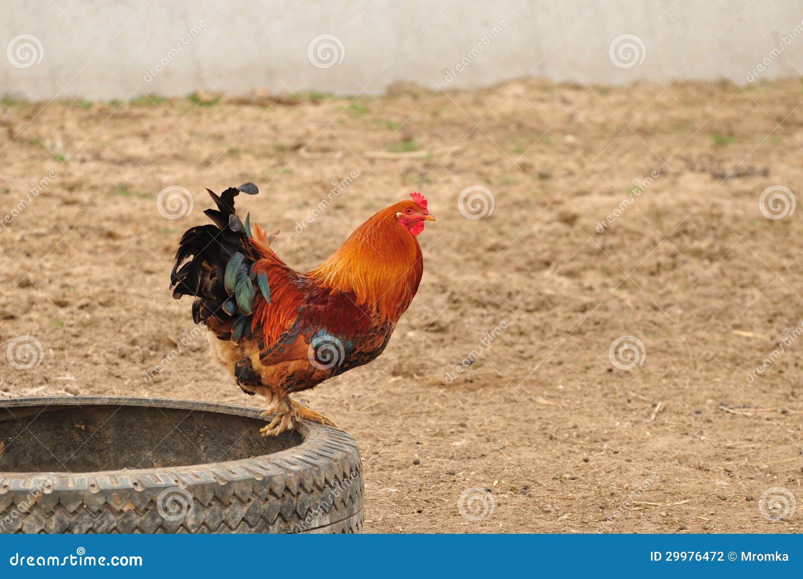 Rooster stock photo. Image of nature, colourful, male - 29976472