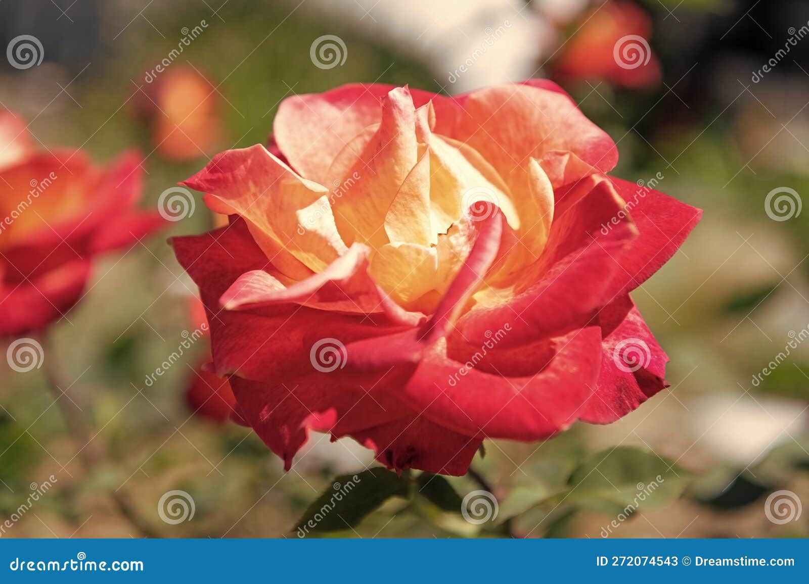 Bright Color Rose Flower Blooming in Summer Stock Image - Image of ...