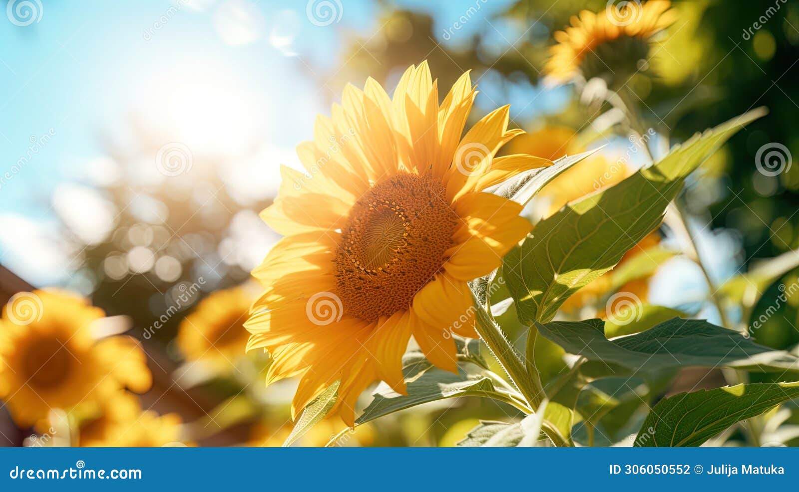 Bright Color Stages that Create a Feeling of Sunlight of Summer Stock ...