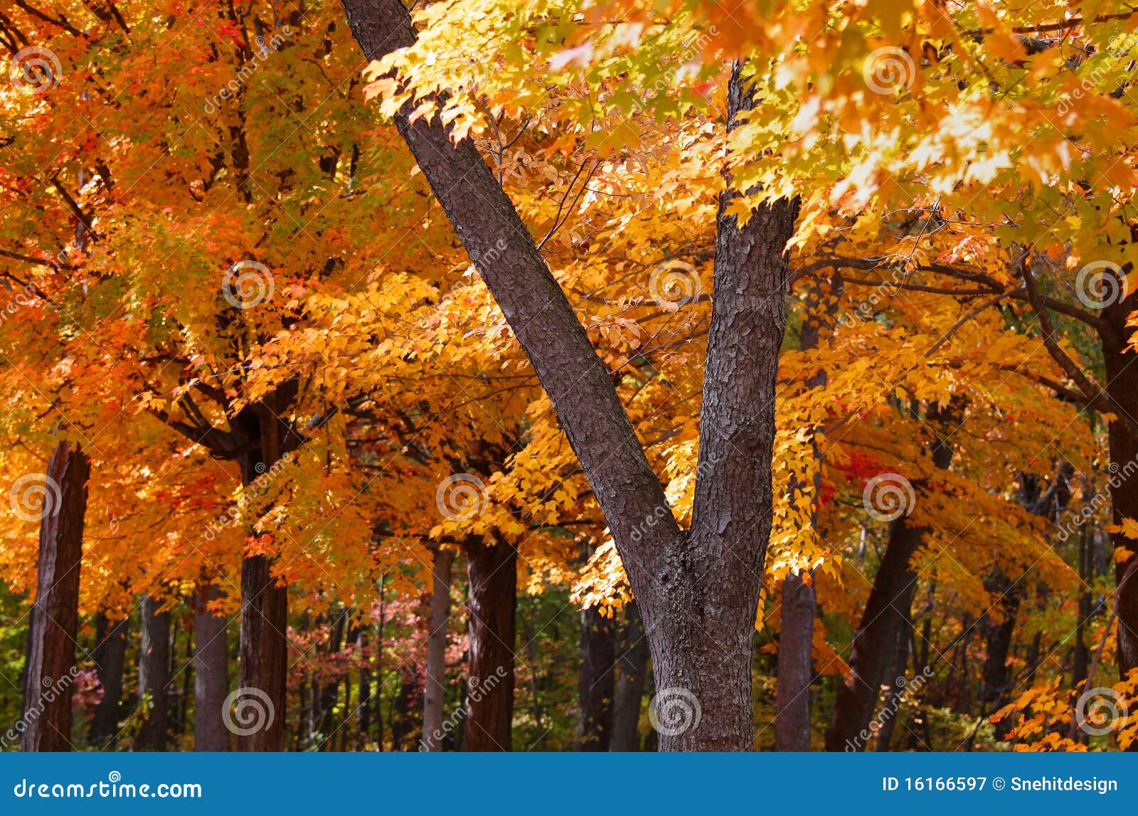 Bright Colored Autumn Trees Stock Image - Image of leafs, foliage: 16166597