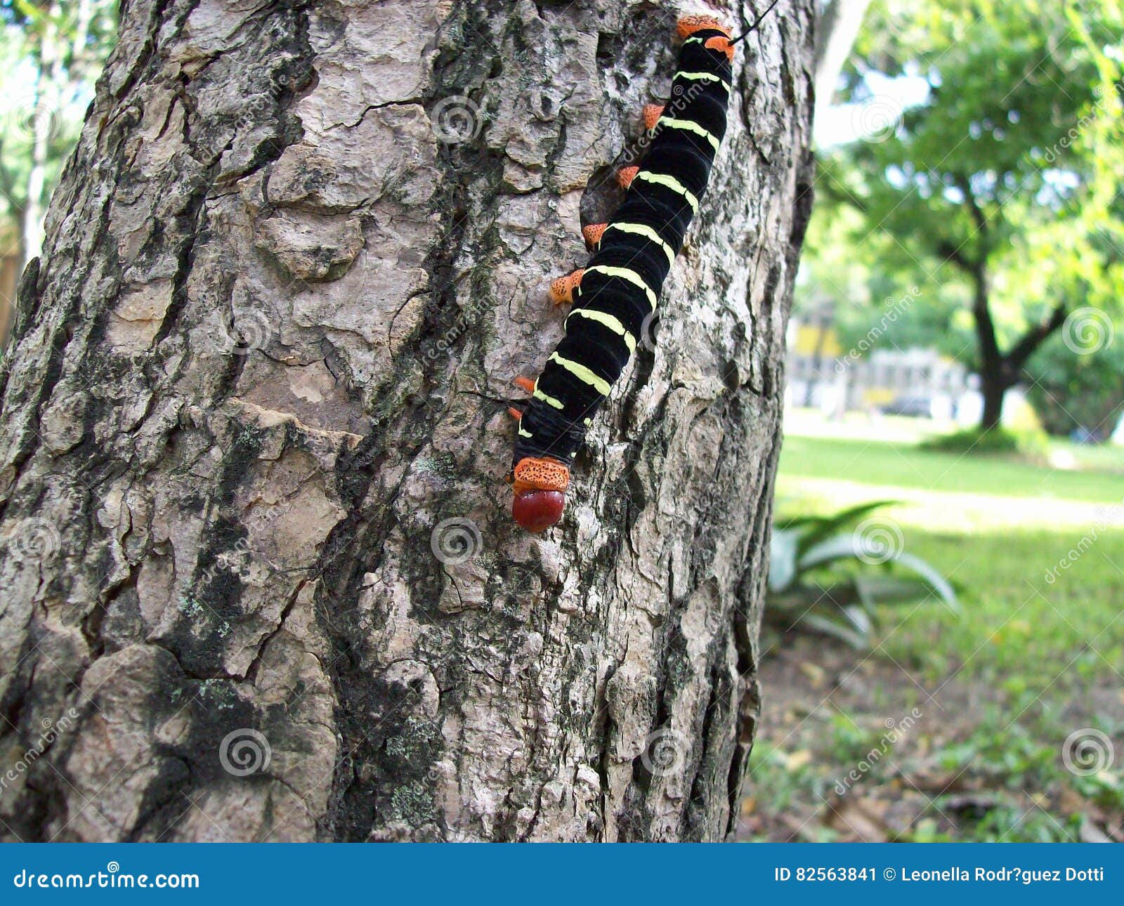 Bright colored caterpillar stock image. Image of tree - 82563841