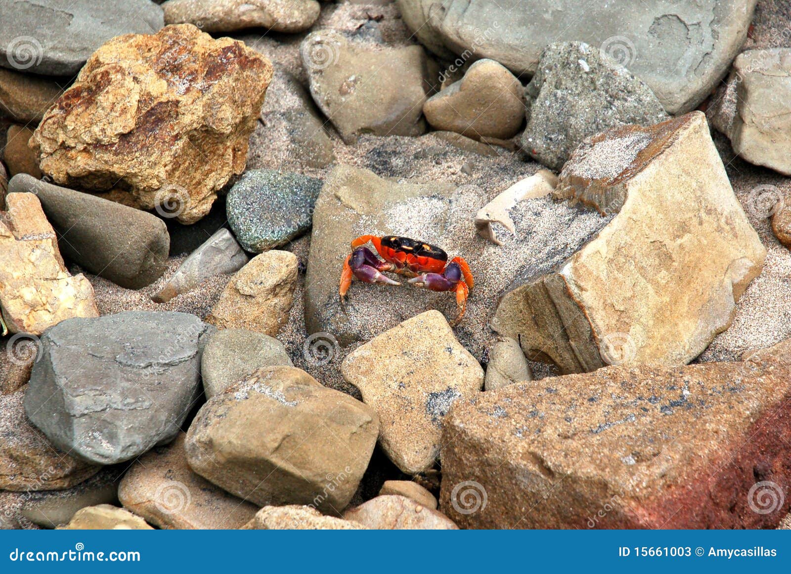 Bright Colored Crab in Nicaragua Stock Image - Image of beach, outdoors ...