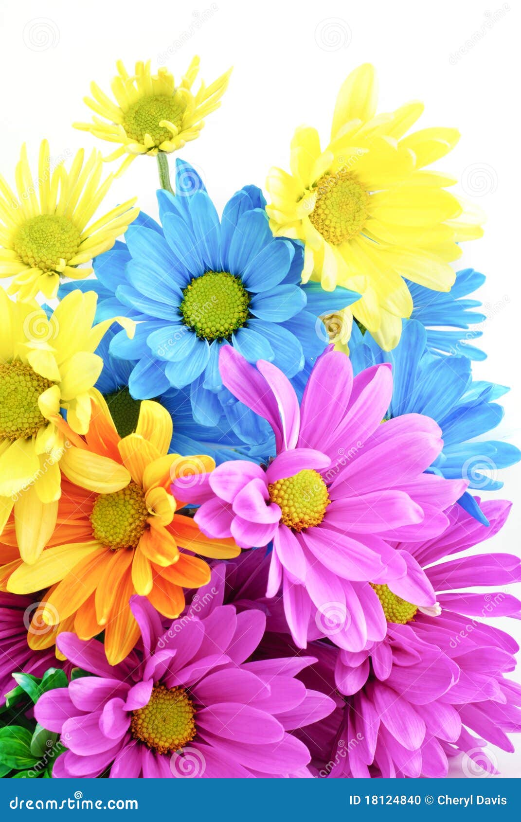 Colorful Daisy Backgrounds